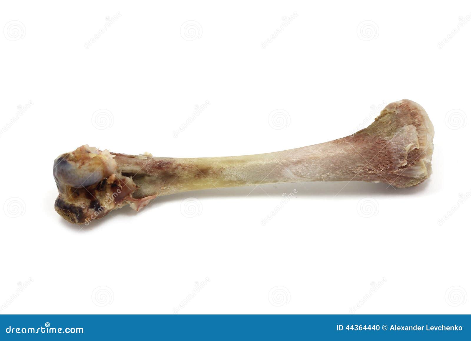 Gnawed Chicken Bone Isolated Stock Photo - Image of suspension ...