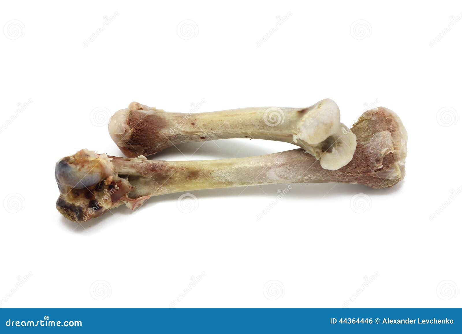 Gnawed Chicken Bones Isolated Stock Photo - Image of white, residues ...
