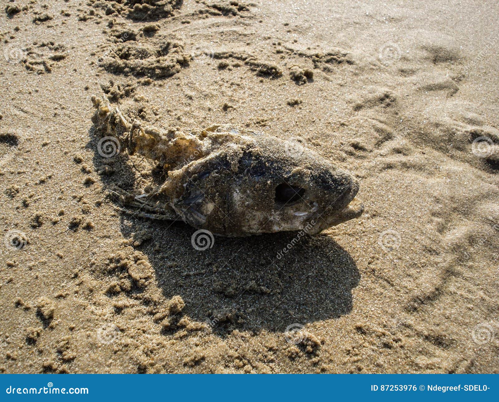 Gnawed Fish Head in the Sand Stock Photo - Image of gnawer, range: 87253976