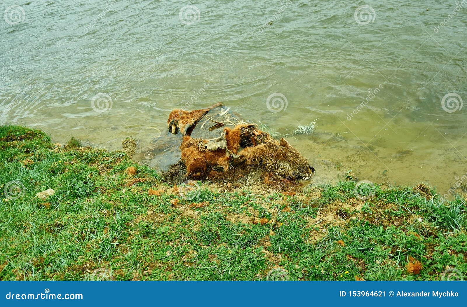 Gnawed Goat Skeleton stock image. Image of tourism, road - 153964621