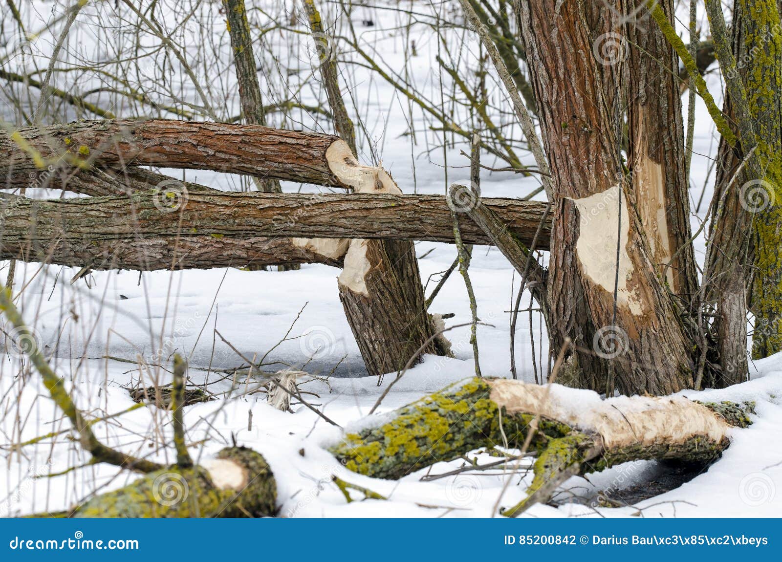 Gnawed off trees stock photo. Image of outdoor, river - 85200842