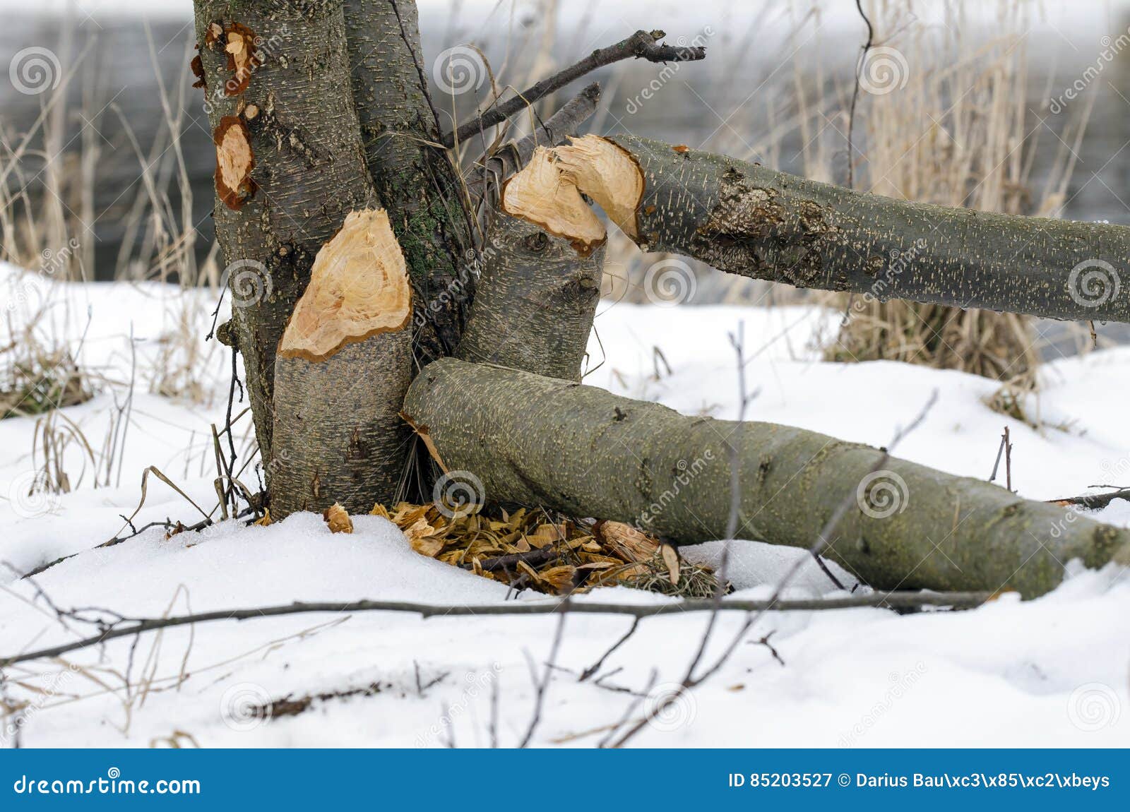 Gnawed off trees stock image. Image of fell, detail, chip - 85203527