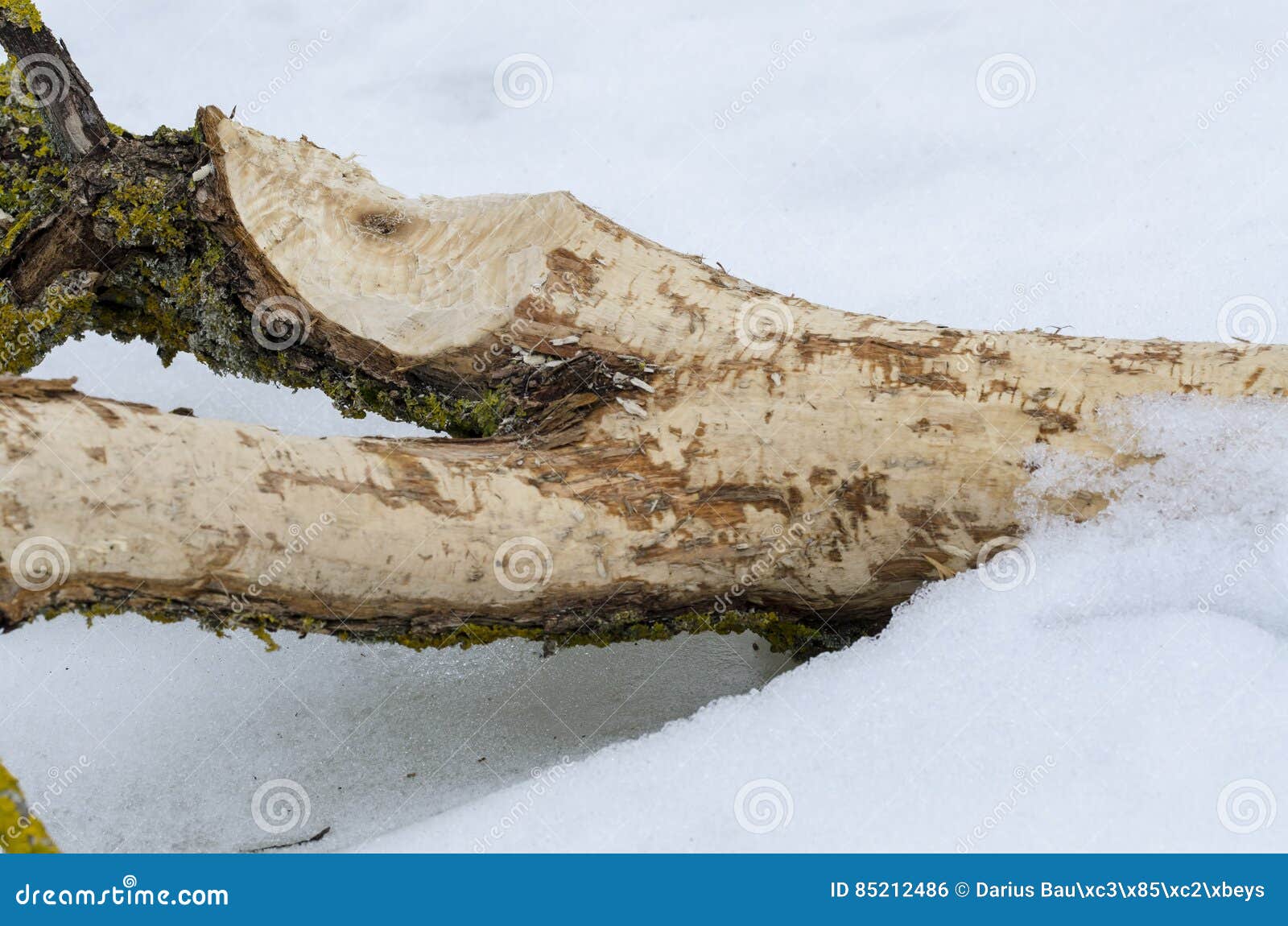 Gnawed off trees stock photo. Image of detail, chopped - 85212486