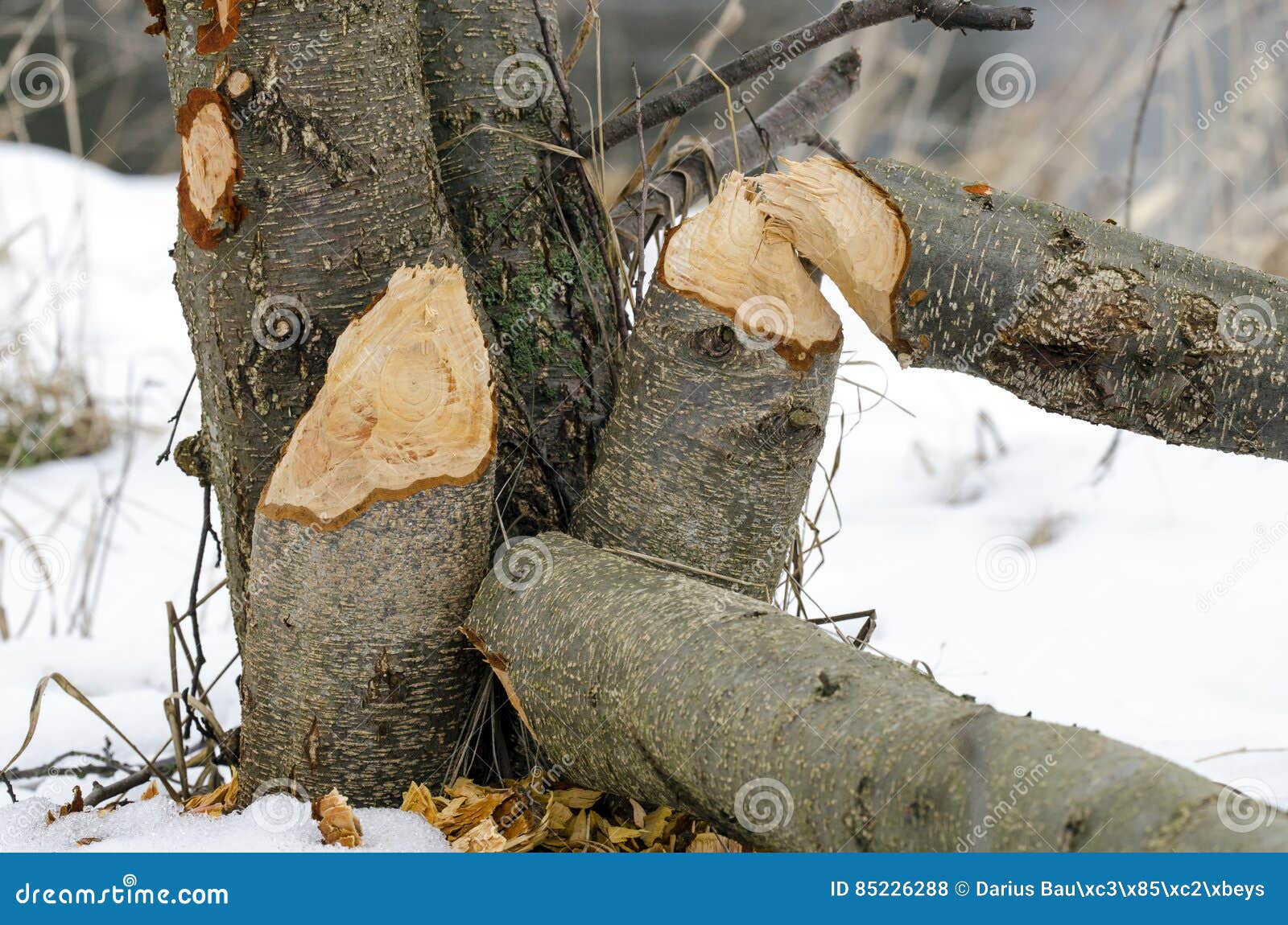 Gnawed off trees stock photo. Image of fell, hourglass - 85226288