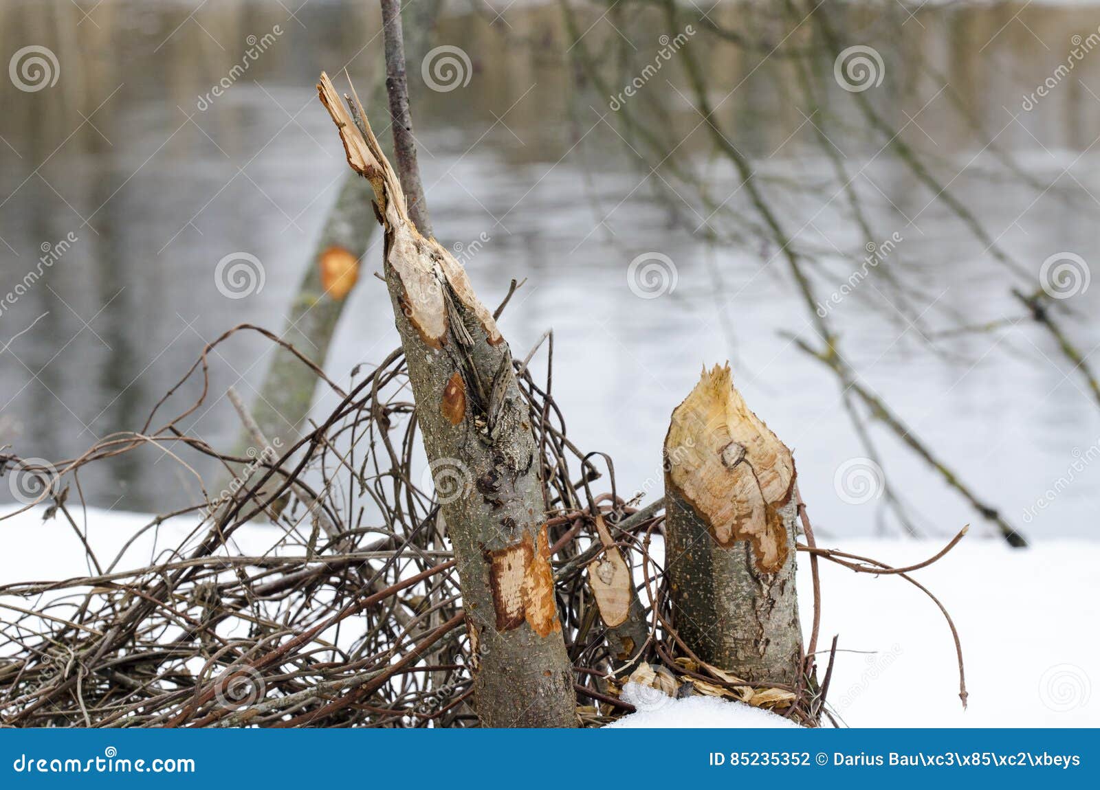 Gnawed off trees stock photo. Image of beavers, fall - 85235352
