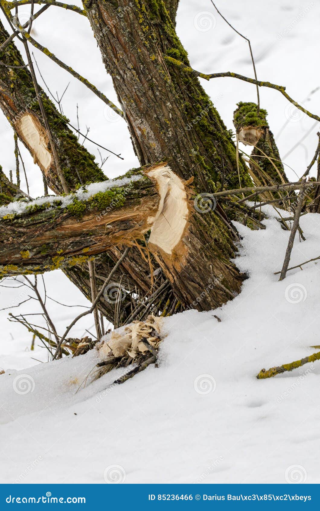 Gnawed off trees stock photo. Image of fall, outdoor - 85236466