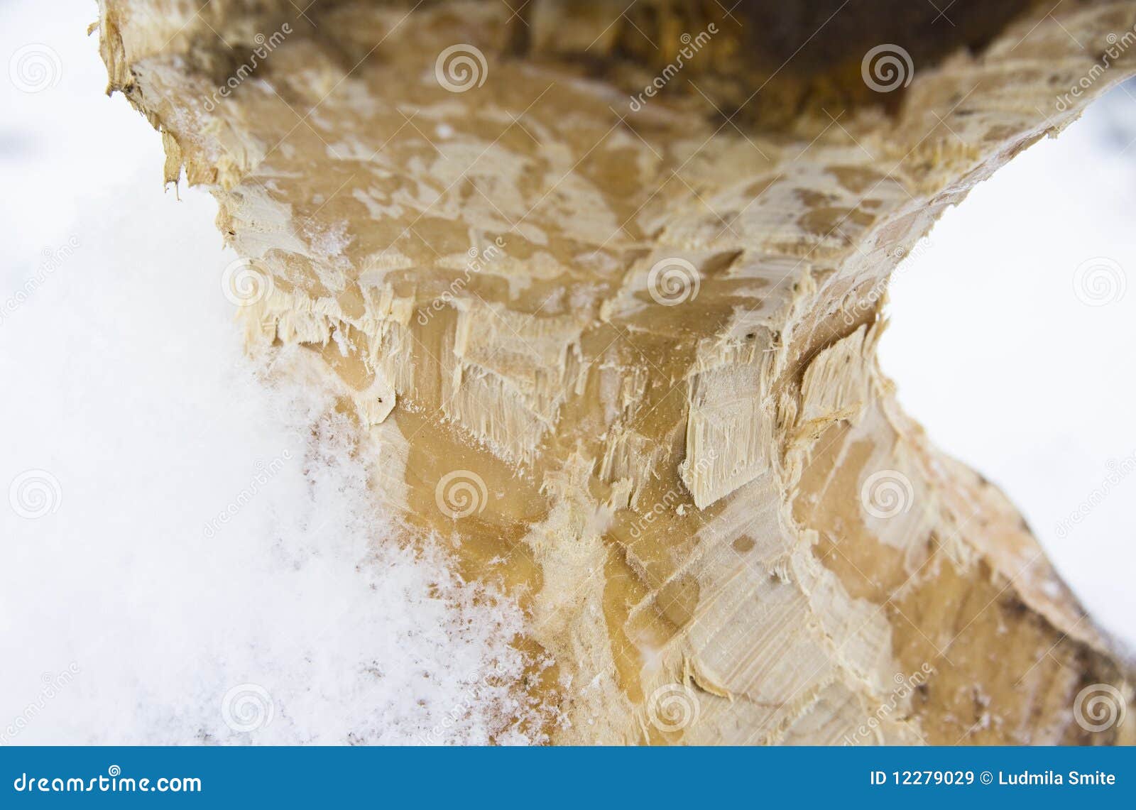 Gnawed tree. stock image. Image of wood, nature, fresh - 12279029