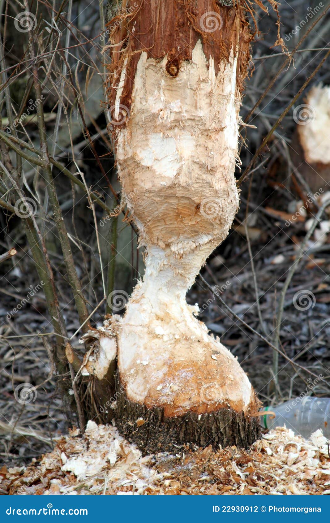 Gnawed Tree stock photo. Image of trunk, tree, germany - 22930912