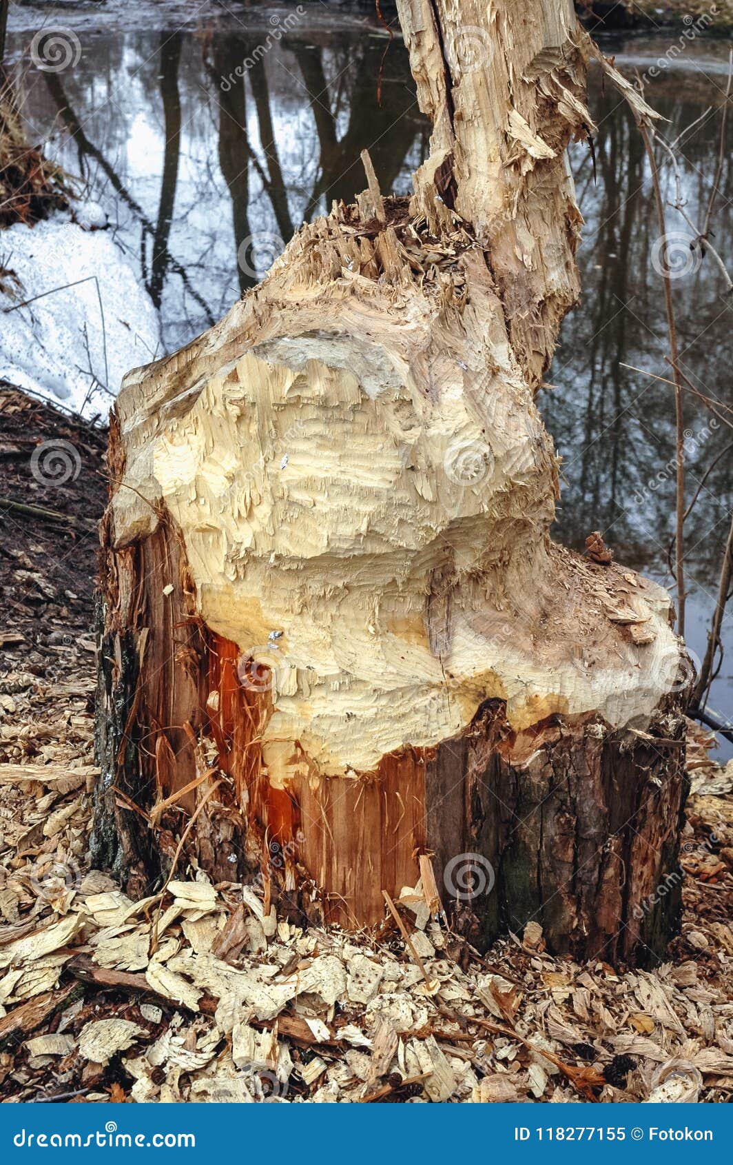 Gnawed tree trunk stock image. Image of nature, damage - 118277155