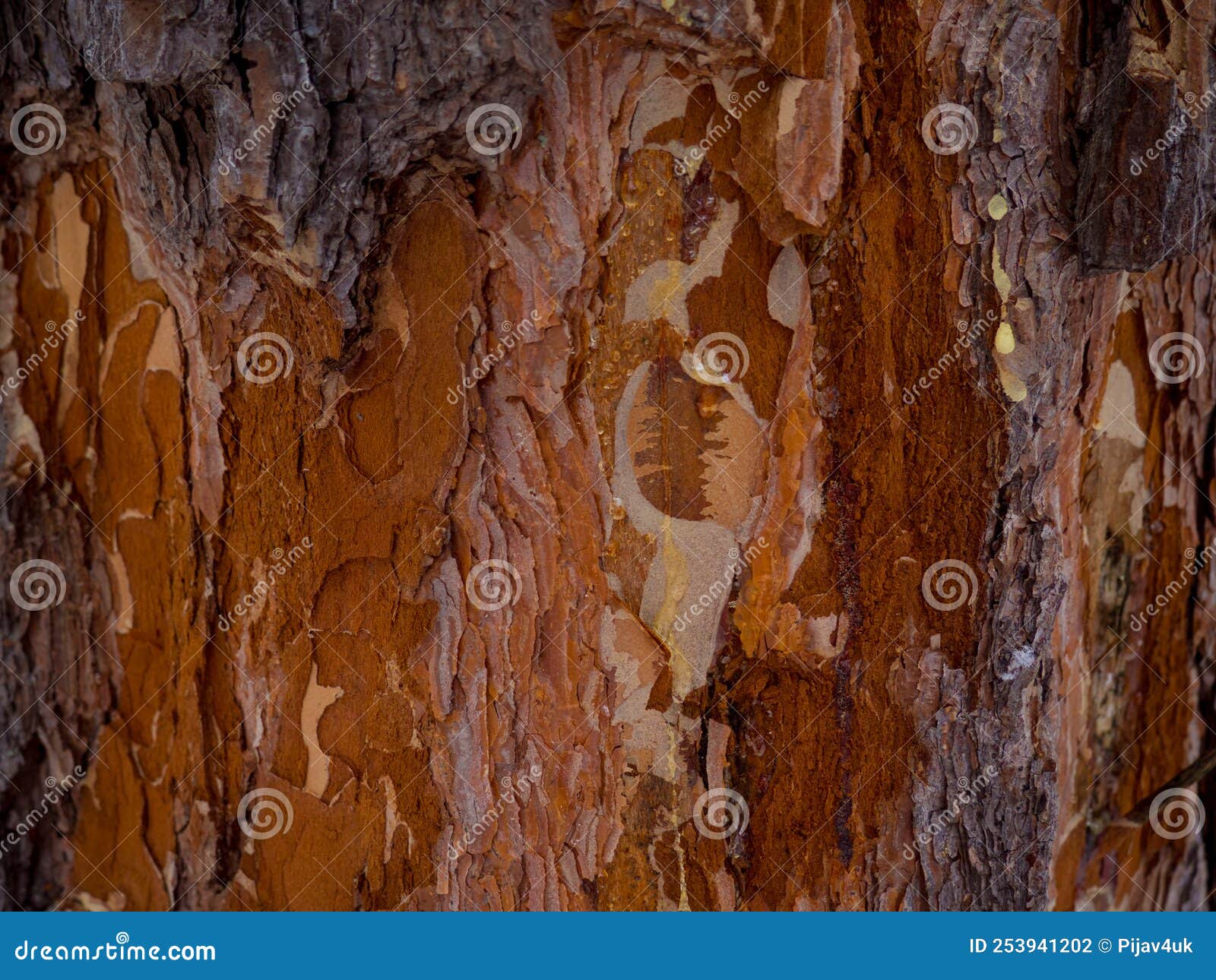 Gnawed Tree in Winter Forest Stock Photo - Image of flora, splintered ...