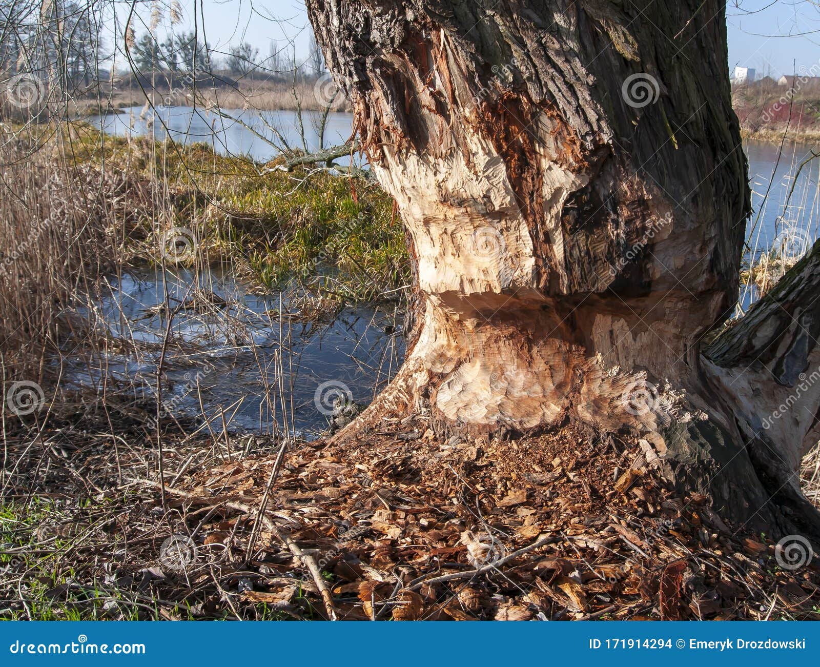 Gnawed Trees, Tree Cut by Eurasian Beaver, Beaver Damage Stock Photo ...