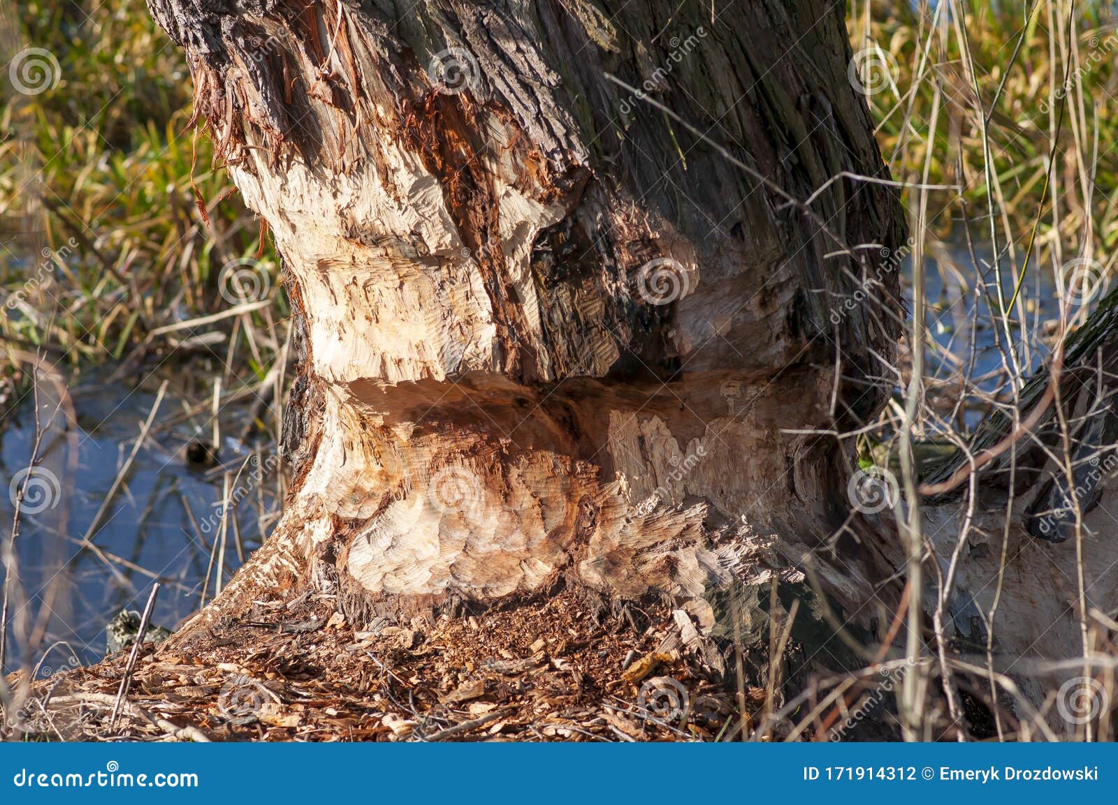 Gnawed Trees, Tree Cut by Eurasian Beaver, Beaver Damage Stock Photo ...