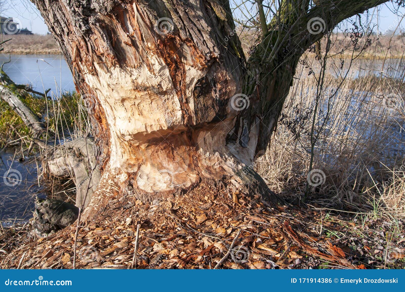 Gnawed Trees, Tree Cut by Eurasian Beaver, Beaver Damage Stock Photo ...