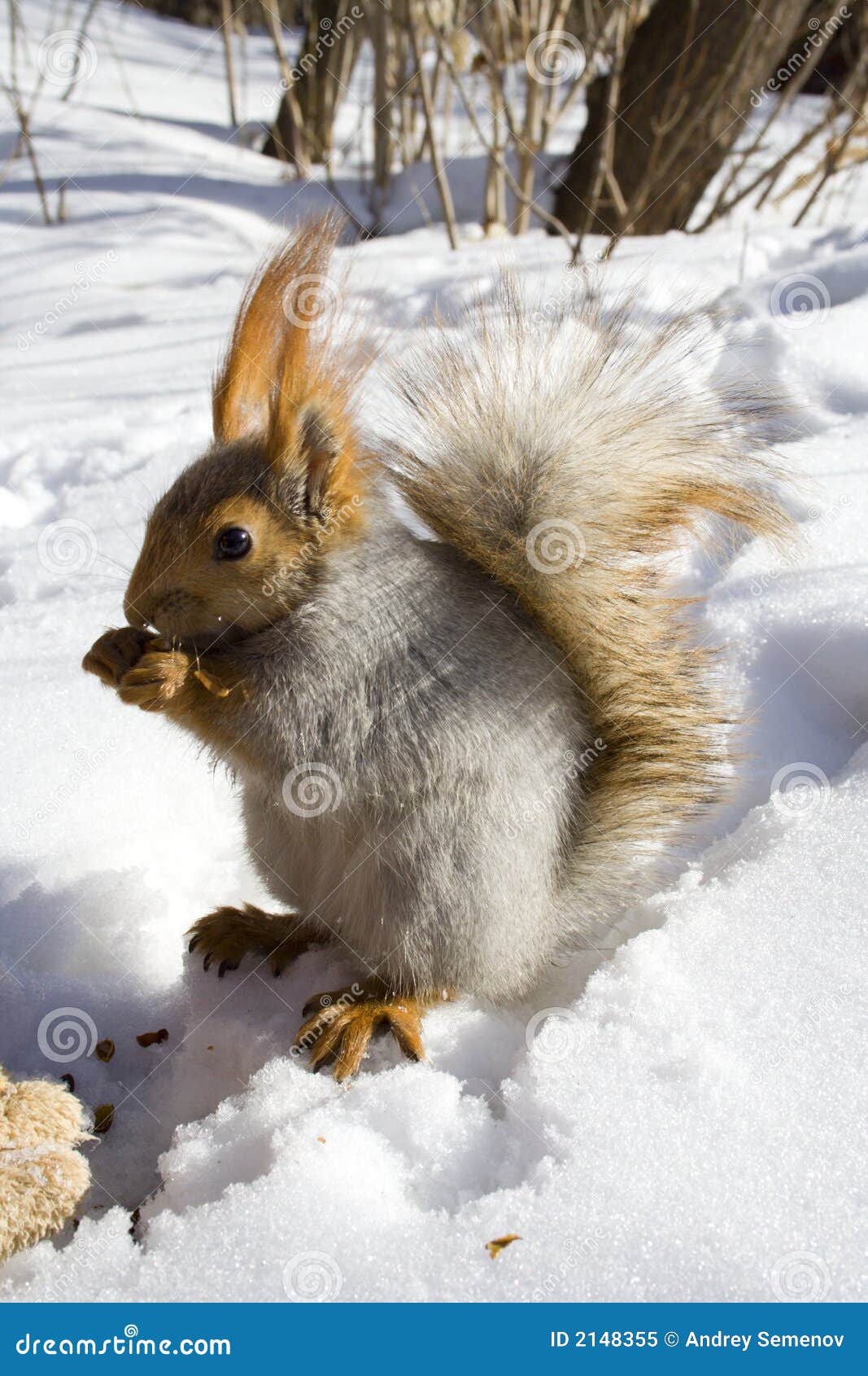 Gnawing nuts squirrel stock image. Image of fluffy, season - 2148355