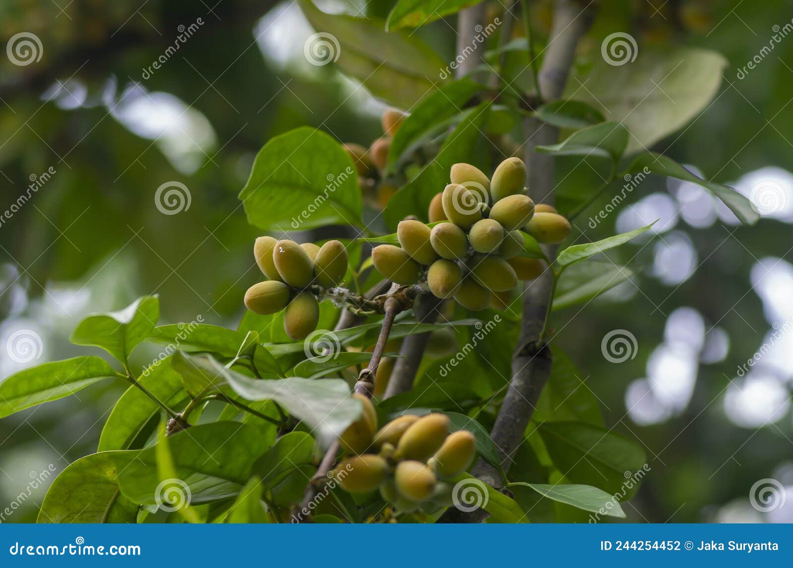 Gnetum Gnemon Seeds on Its Tree, Shallow Focus Stock Photo - Image of ...