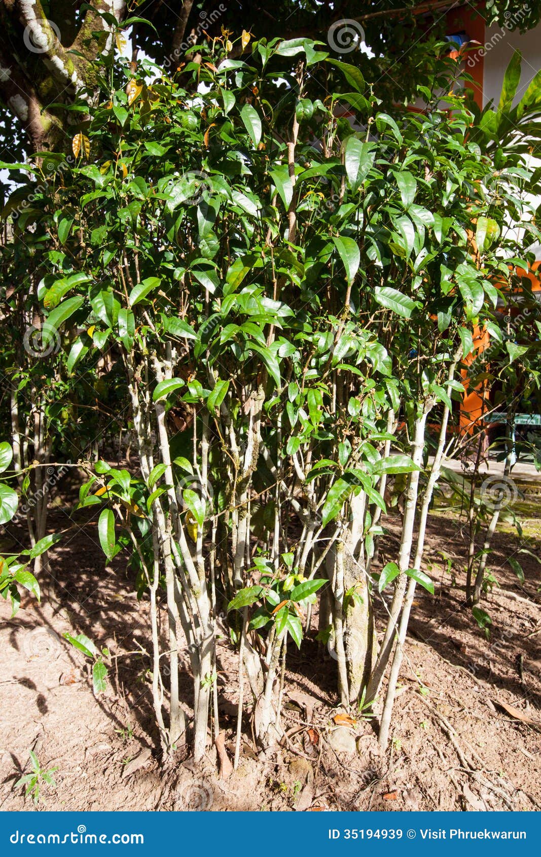 Gnetum Gnemon Tree, Melinjo Stock Image - Image of tropical, plantation ...