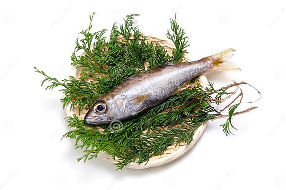 Gnomefish stock image. Image of restaurant, green, organic - 24315007