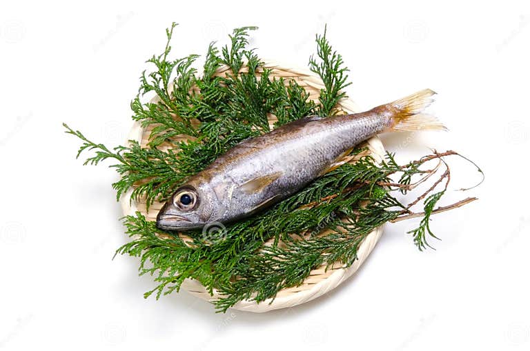 Gnomefish stock image. Image of restaurant, green, organic - 24315007