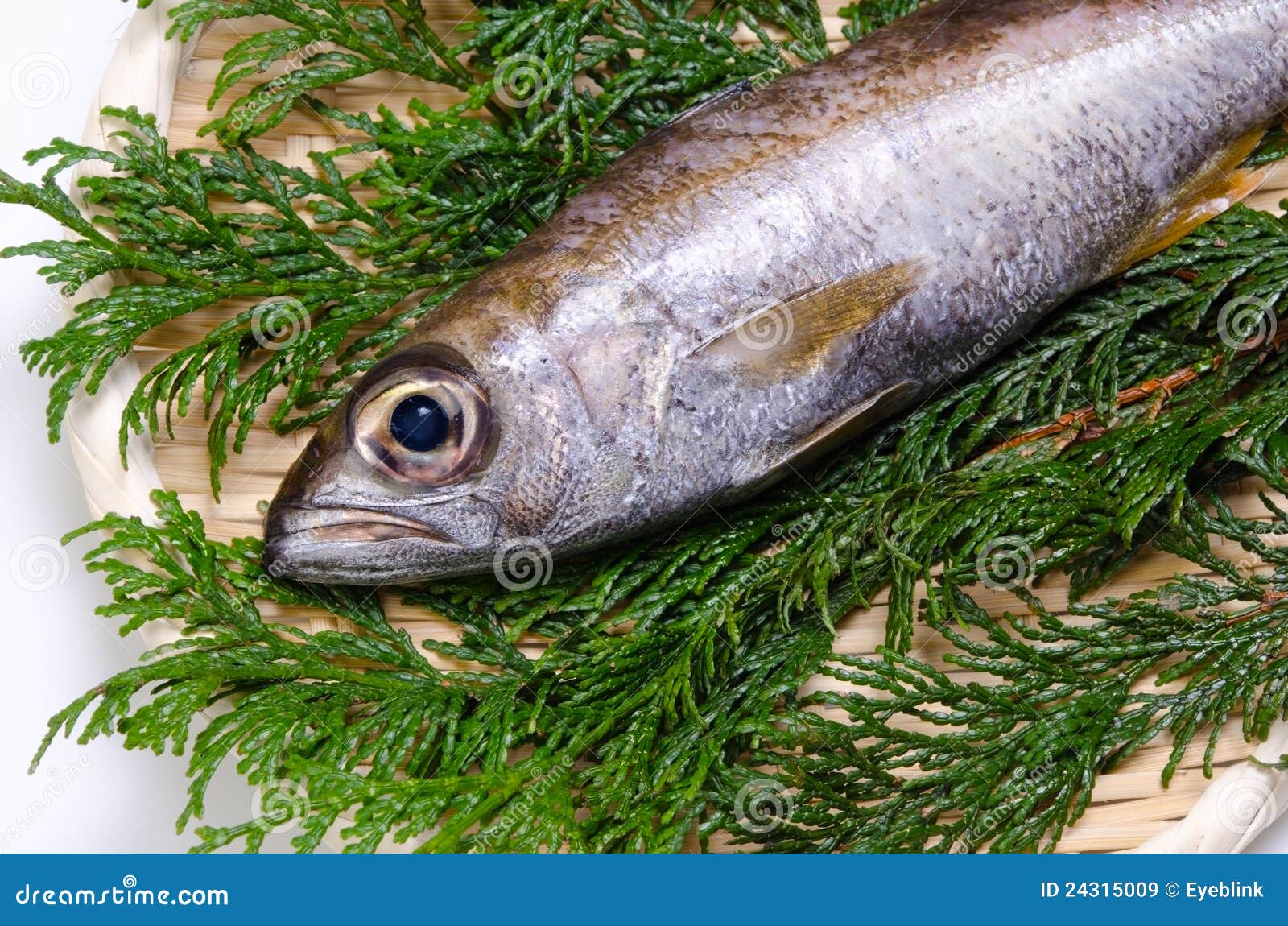 Gnomefish stock image. Image of animal, healthy, gnome - 24315009