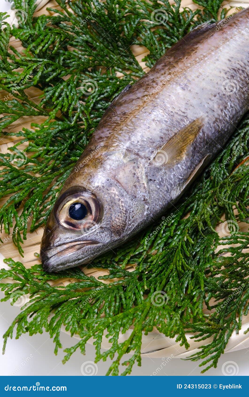 Gnomefish stock image. Image of scale, restaurant, animal - 24315023