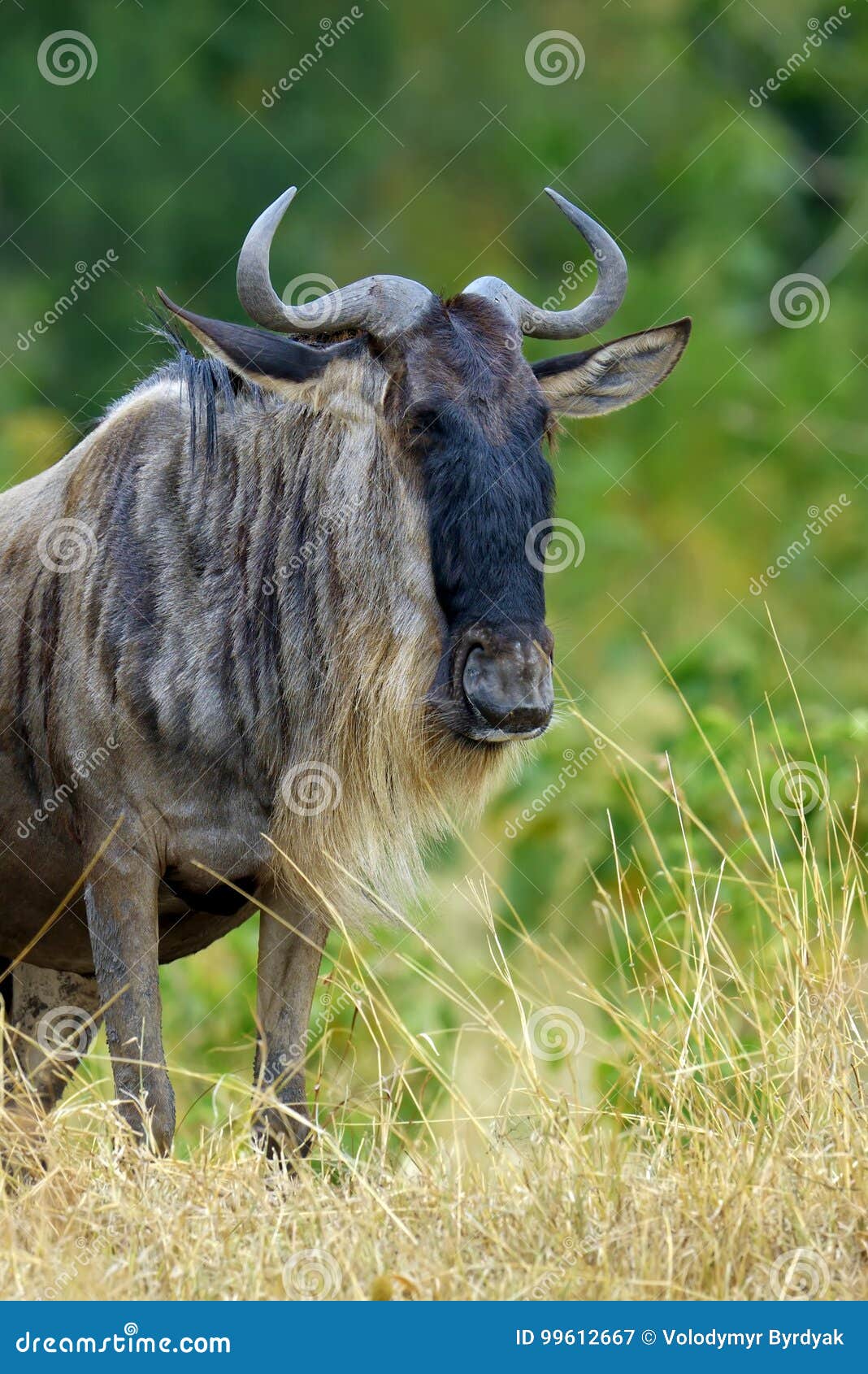 Gnou En Parc National De L'Afrique Image stock - Image du antilope ...