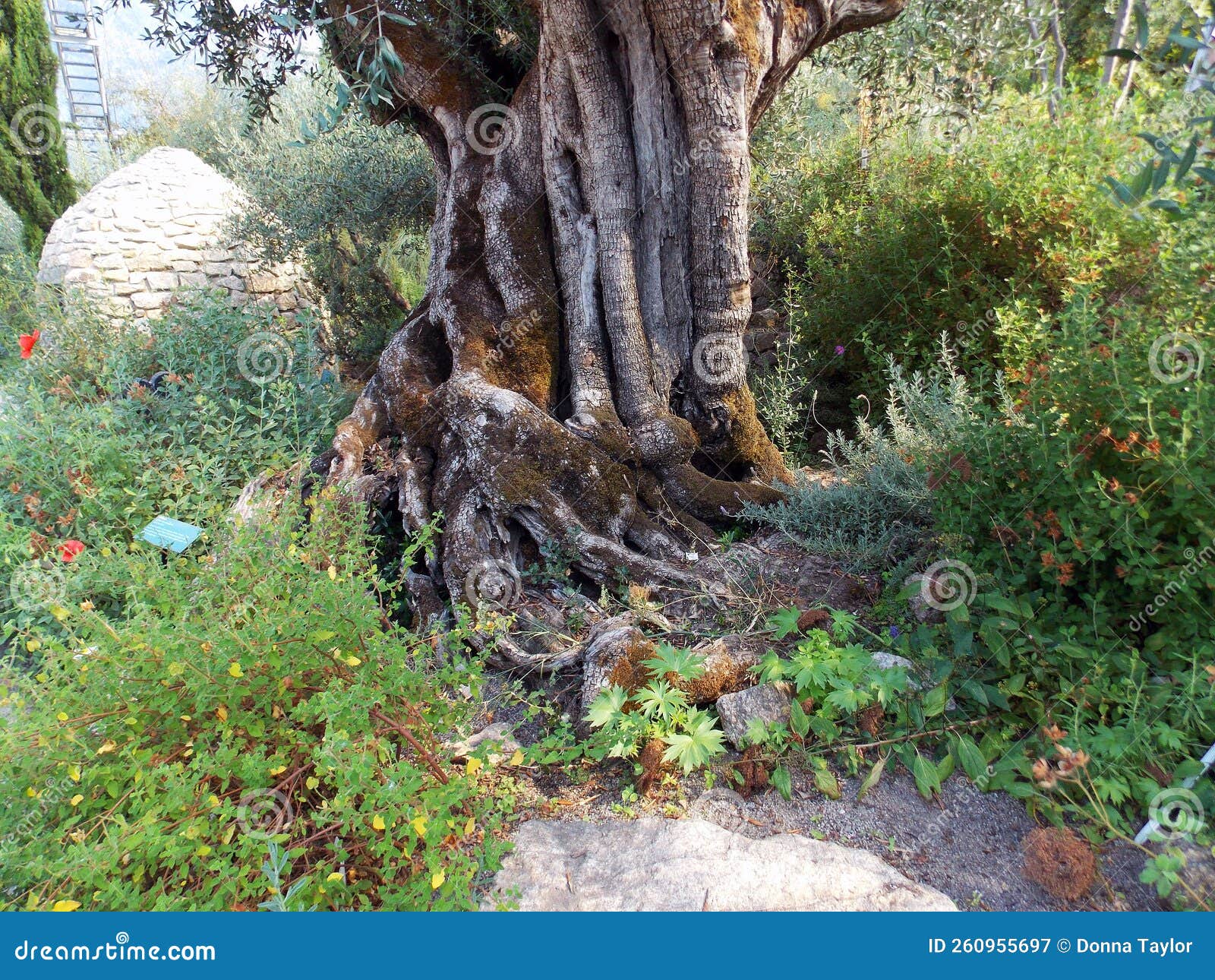Olive Tree and Mediterranean Plants Stock Image - Image of autumn ...