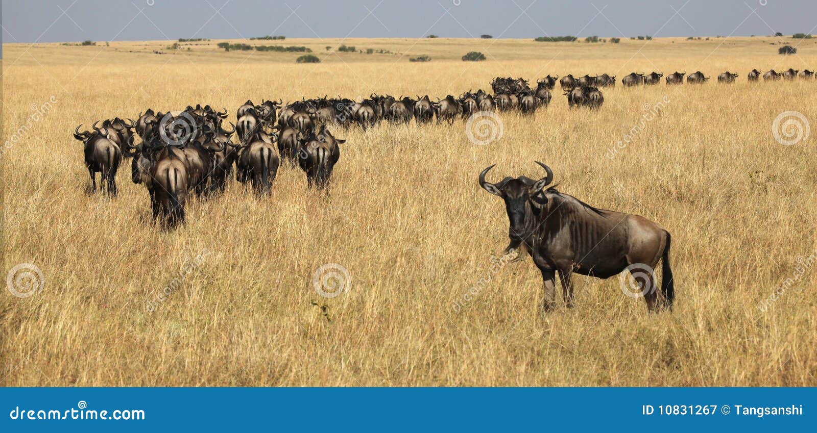Gnu stock image. Image of body, mammal, groupe, rear - 10831267