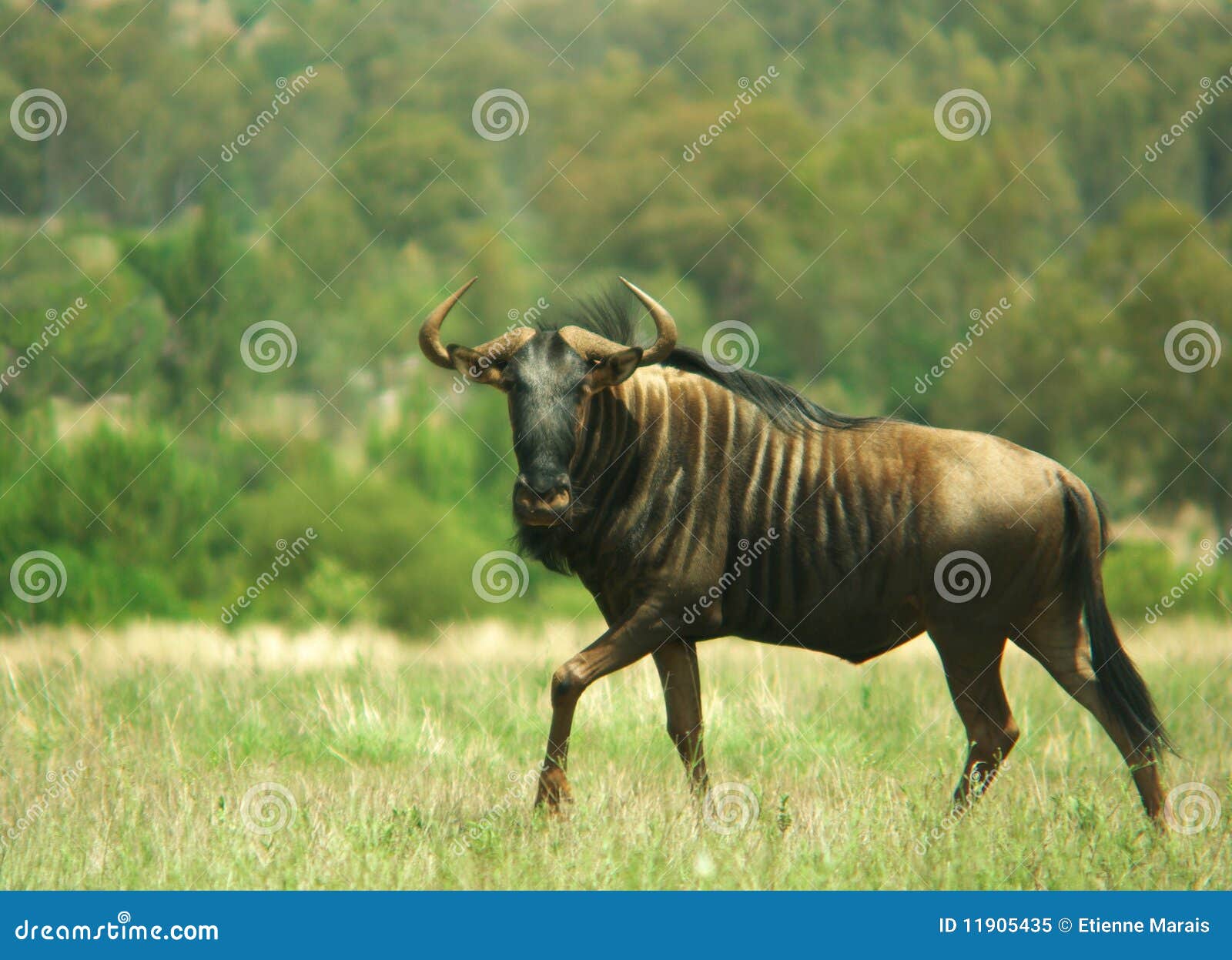 Gnu stock image. Image of wildebees, stalking, power - 11905435