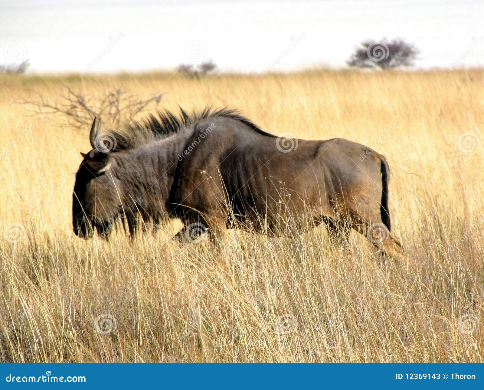 Gnu stockbild. Bild von park, hupen, naphtha, tier, spiel - 12369143