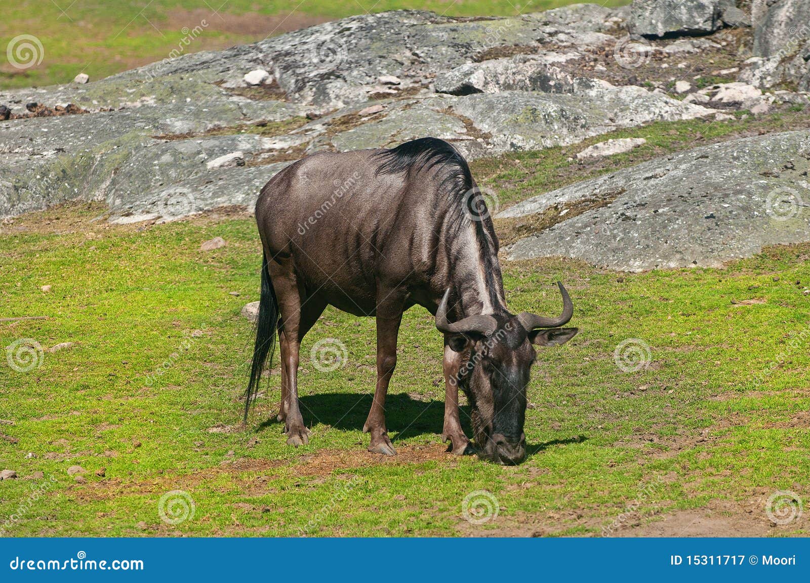 Gnu stock image. Image of africa, horn, gnou, wildebeest - 15311717