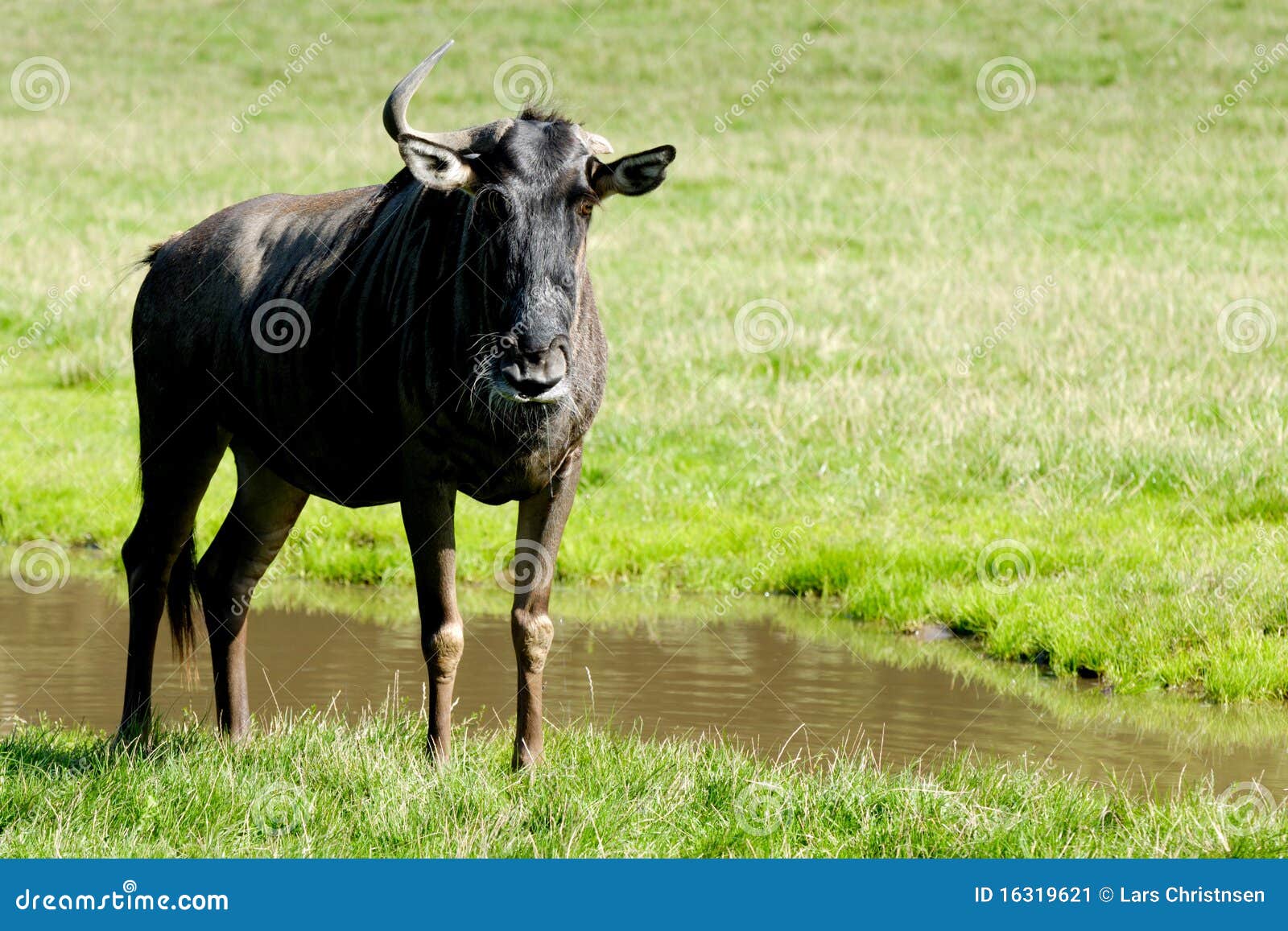 Gnu stock image. Image of safari, animal, green, wildlife - 16319621