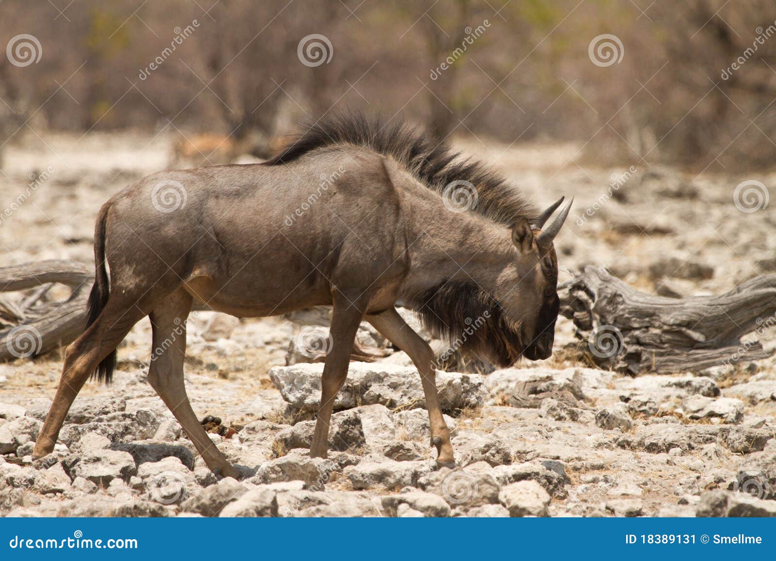 Gnu stock image. Image of reserve, herbivore, game, park - 18389131