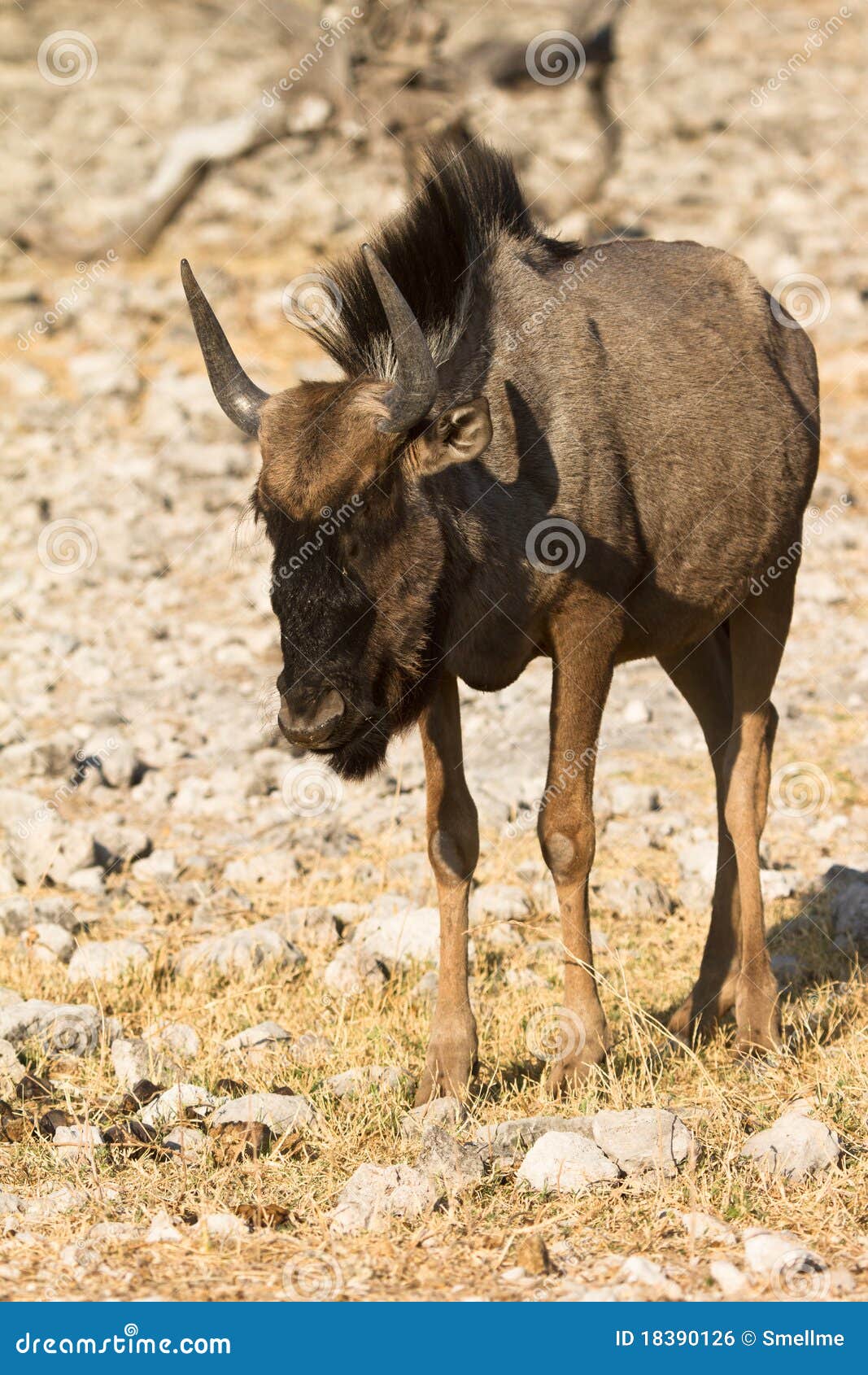 Gnu Royalty Free Stock Image - Image: 18390126