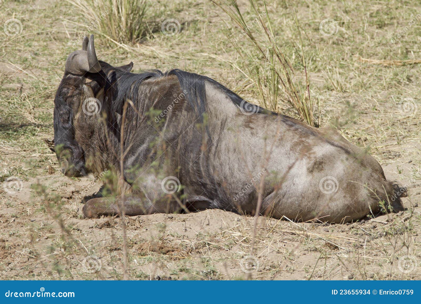 Gnu stock photo. Image of kenya, africa, wildlife, animal - 23655934