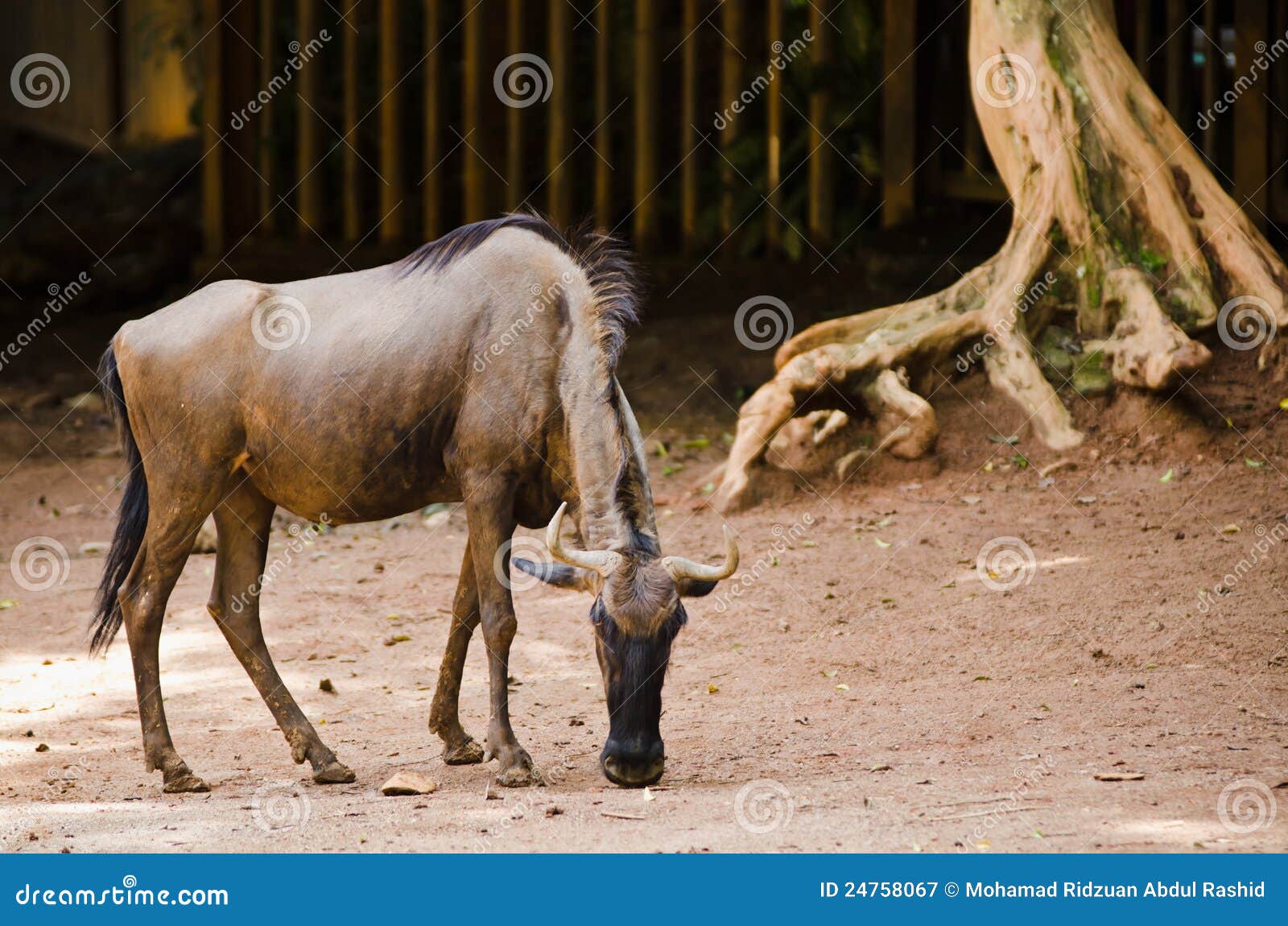 Gnu immagine stock. Immagine di vita, africano, testa - 24758067