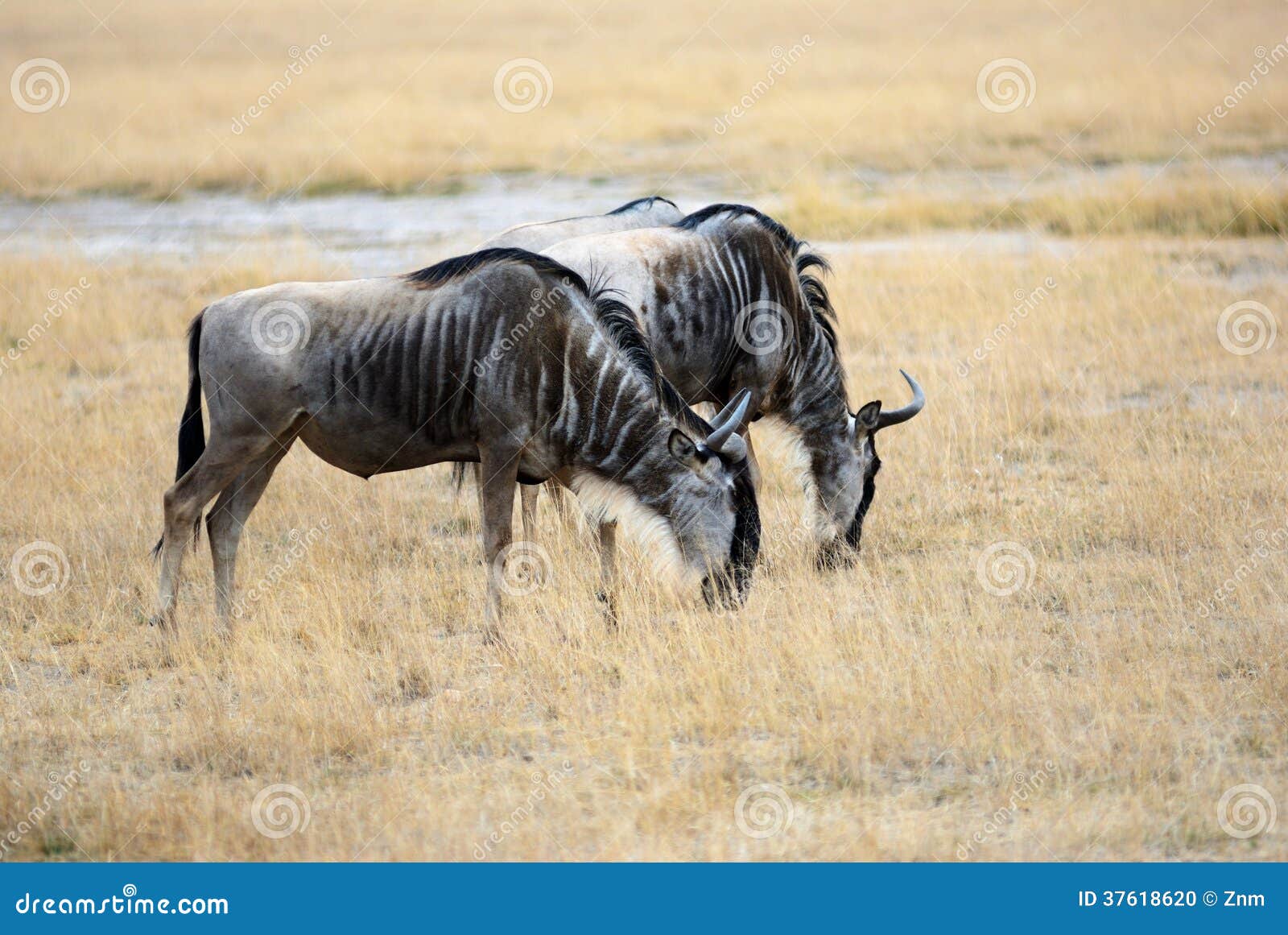 GNU stock foto. Image of groot, zoogdier, blauw, nave - 37618620