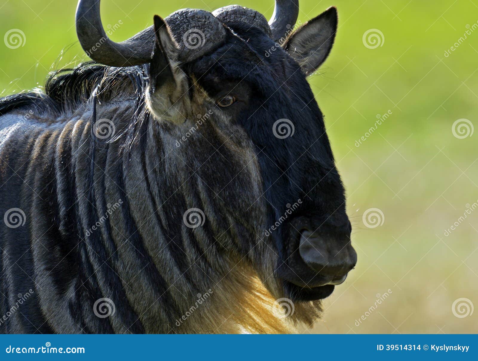 Gnu stockfoto. Bild von tier, fauna, säugetiere, masais - 39514314