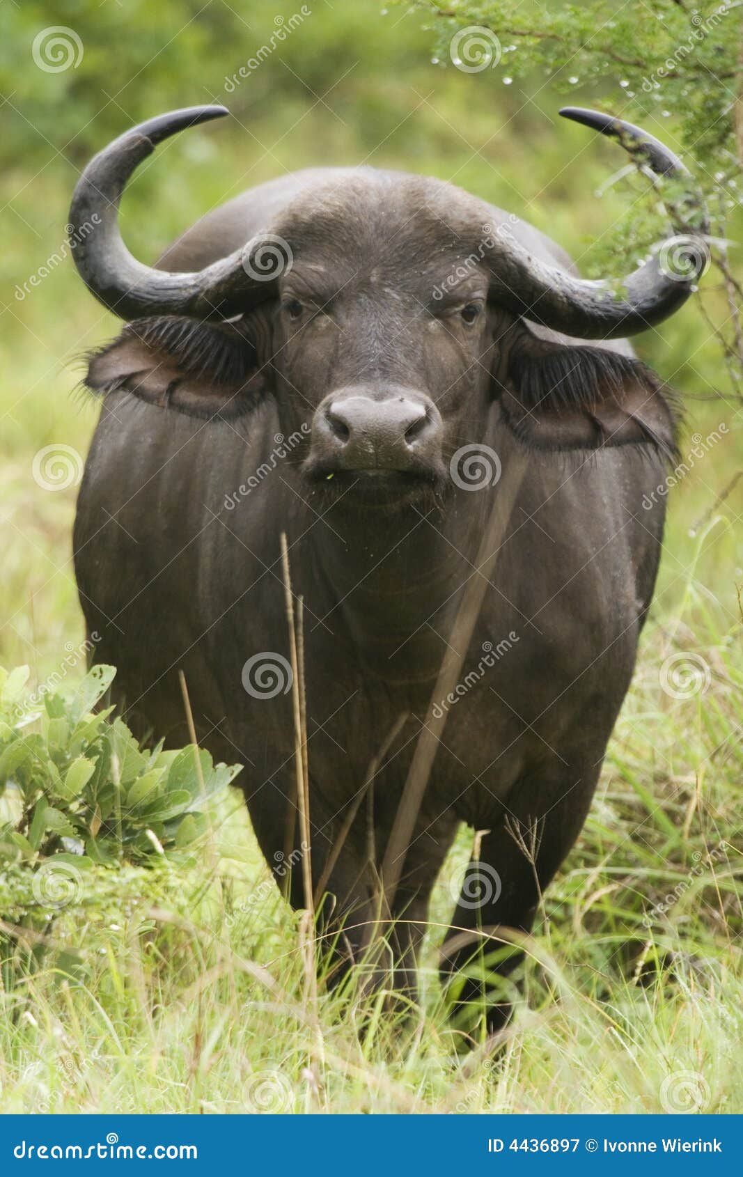 Gnu immagine stock. Immagine di grande, cespuglio, cappuccio - 4436897