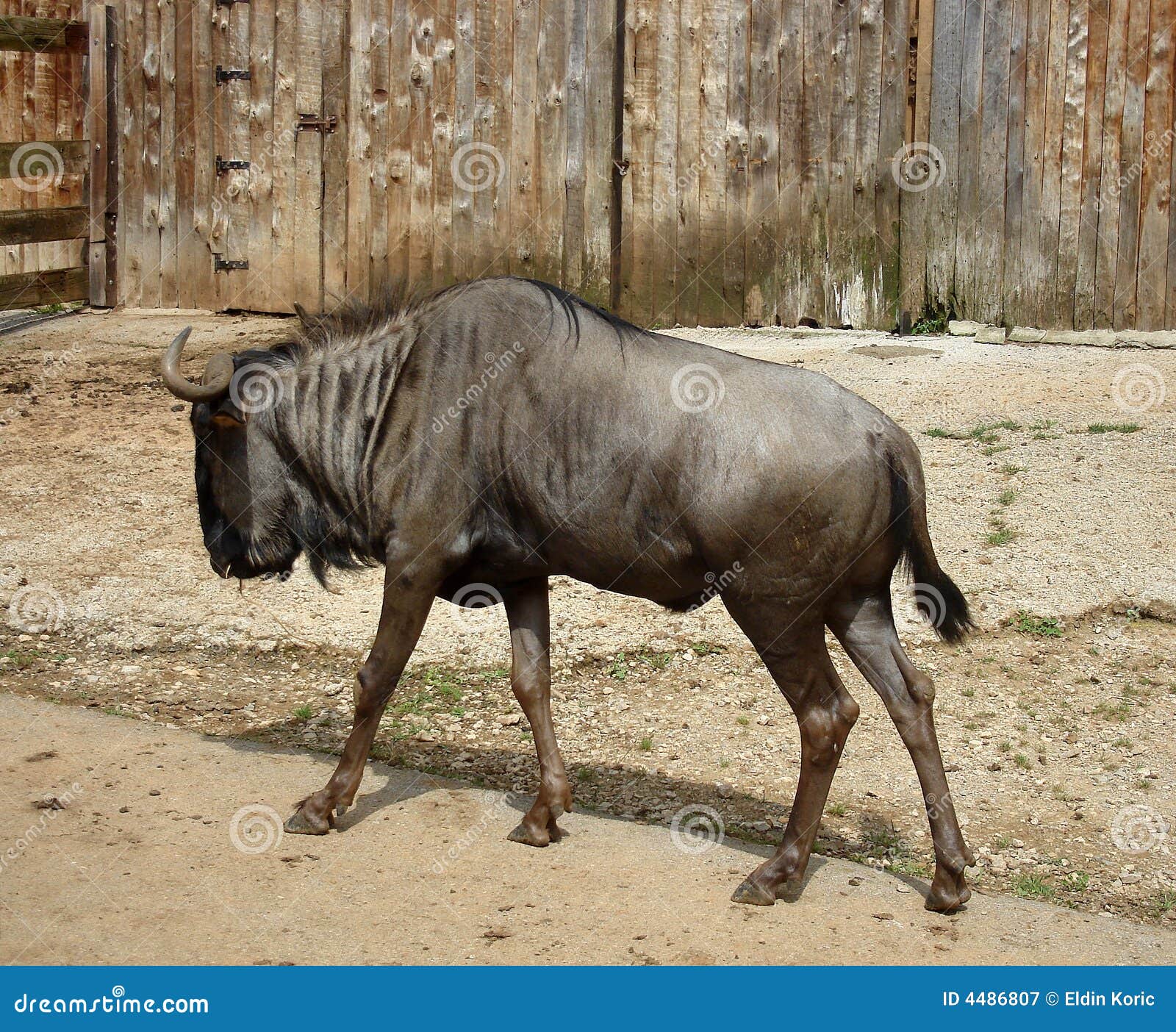Gnu stock image. Image of wildbeest, head, brown, fauna - 4486807
