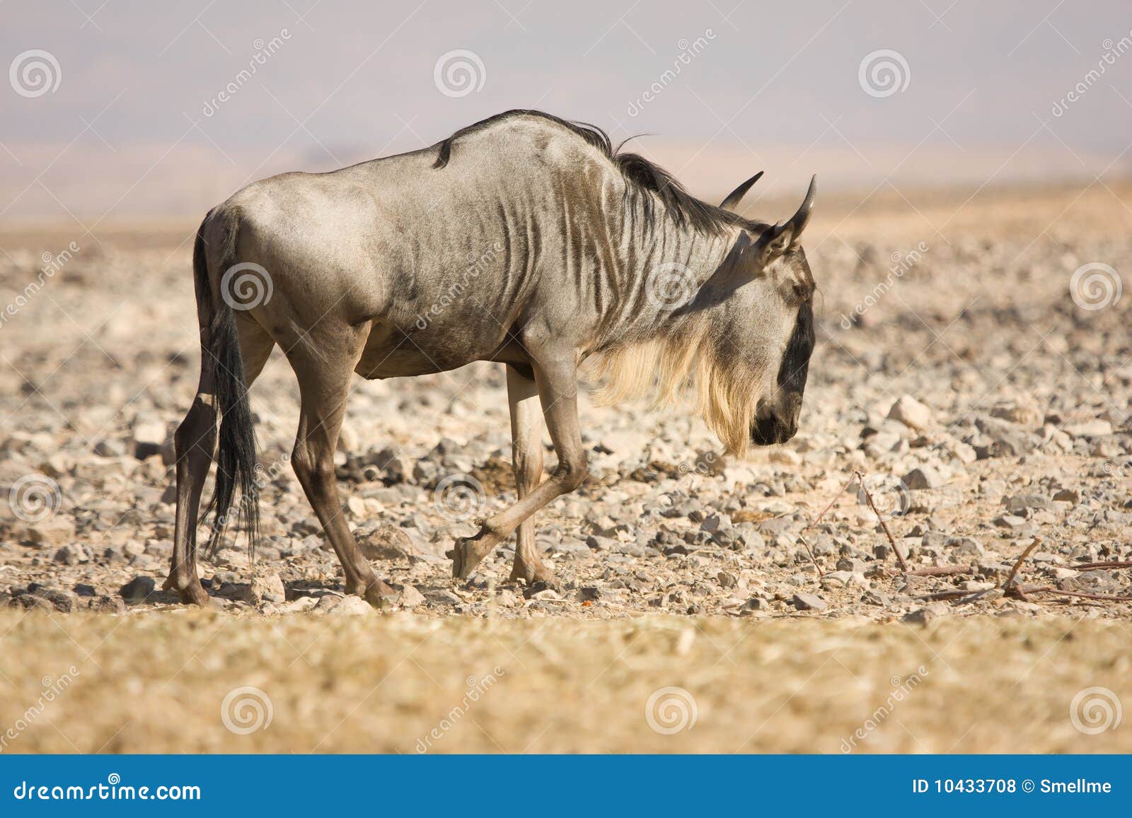 Gnu antelope stock photo. Image of desert, wildlife, horns - 10433708
