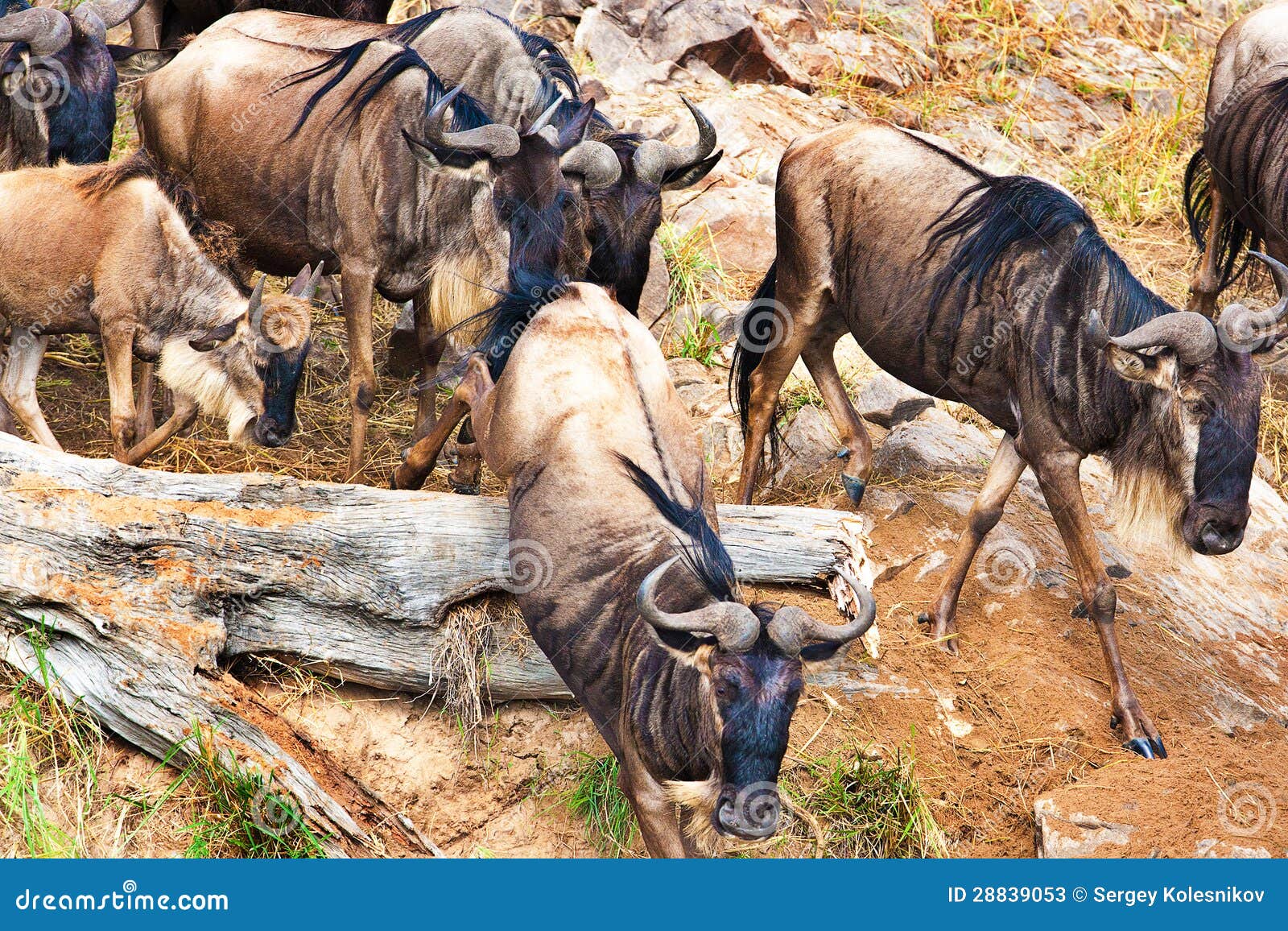 Gnu antelope stock image. Image of reflection, reserve - 28839053