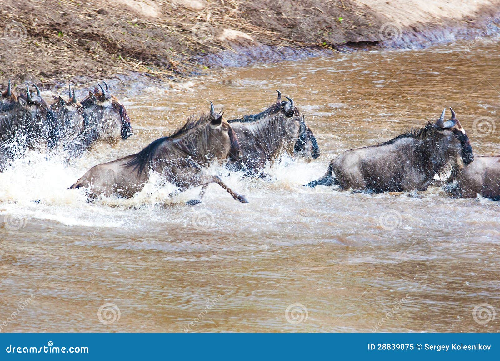 Gnu antelope stock image. Image of acacia, river, profile - 28839075