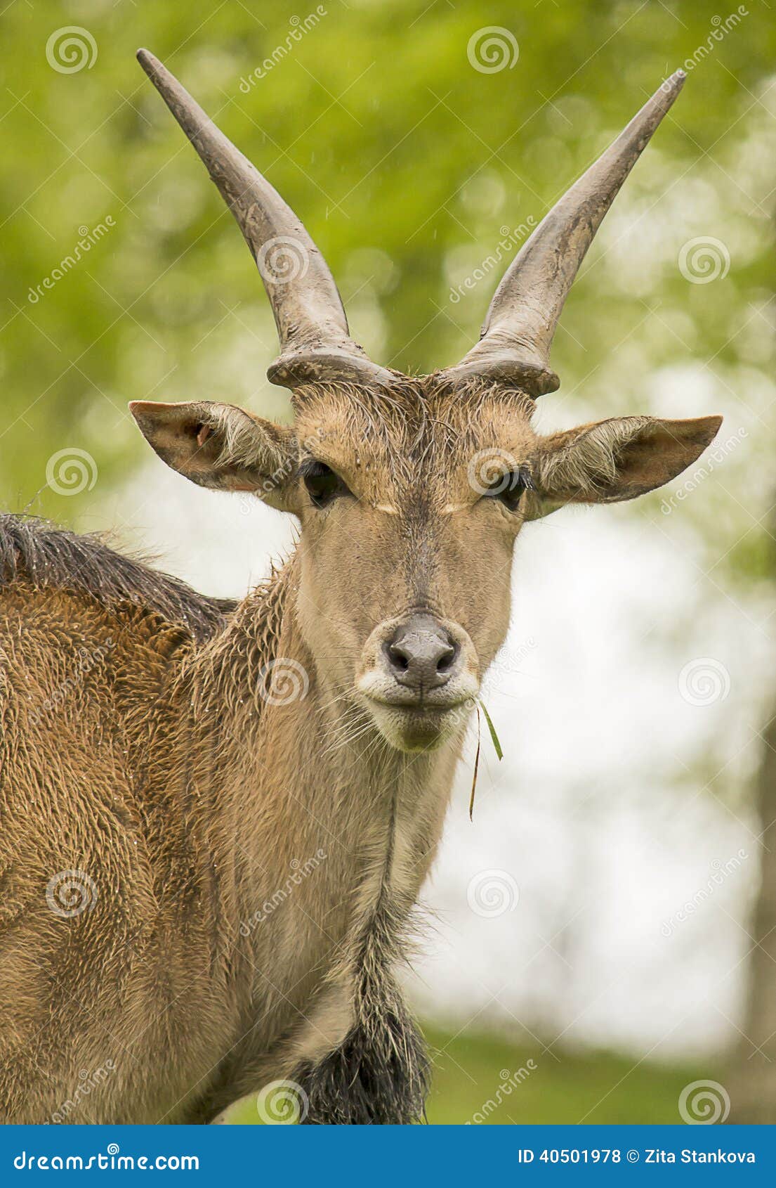 Gnu antelope stock photo. Image of herbivore, antelope - 40501978