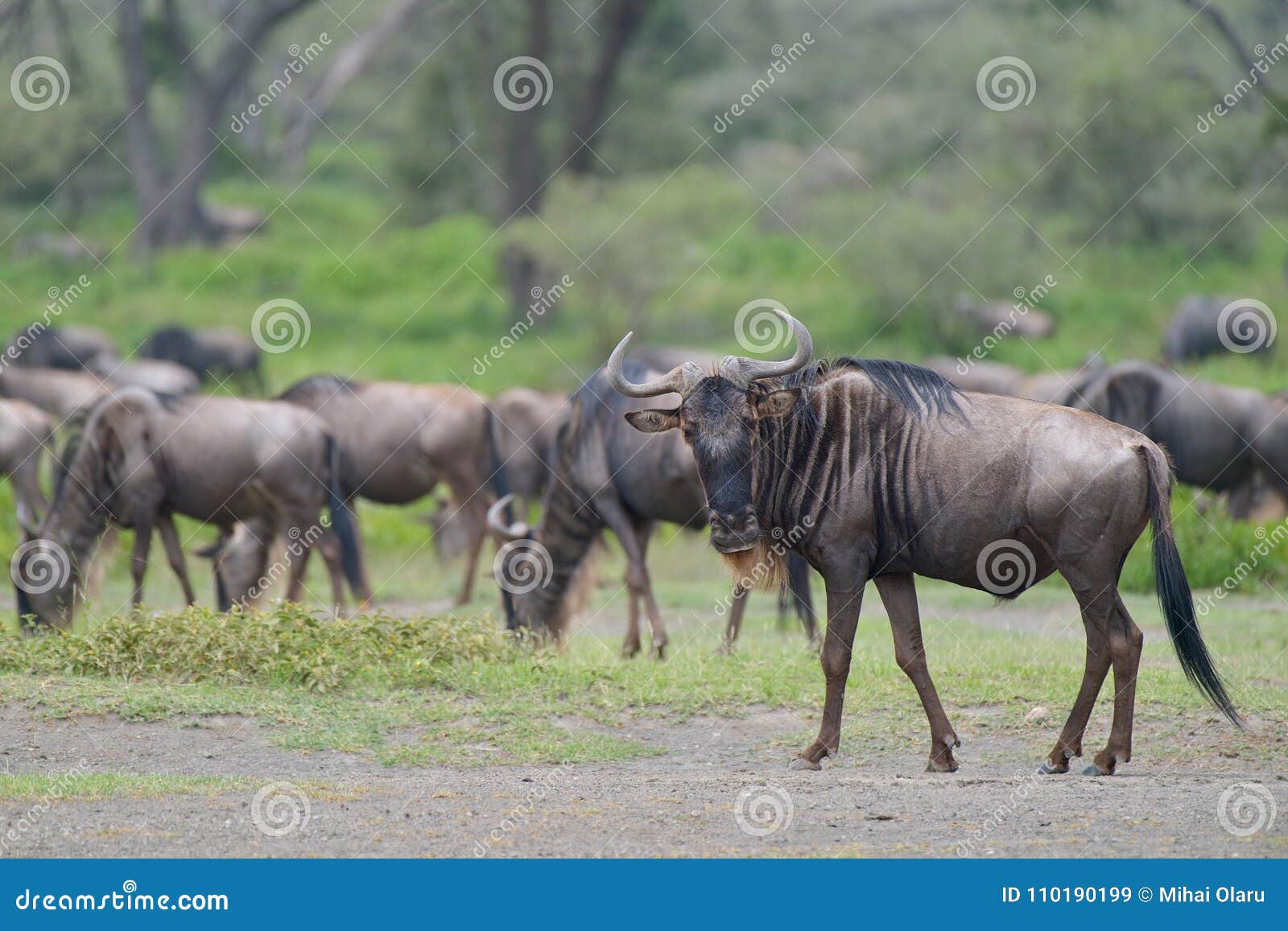 Gnu antelope on savana stock image. Image of south, slow - 110190199