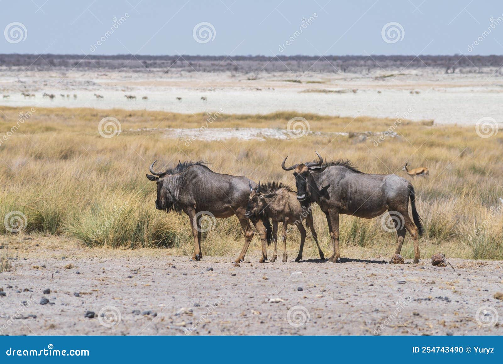 Gnu antelopes family stock photo. Image of etosha, mammal - 254743490