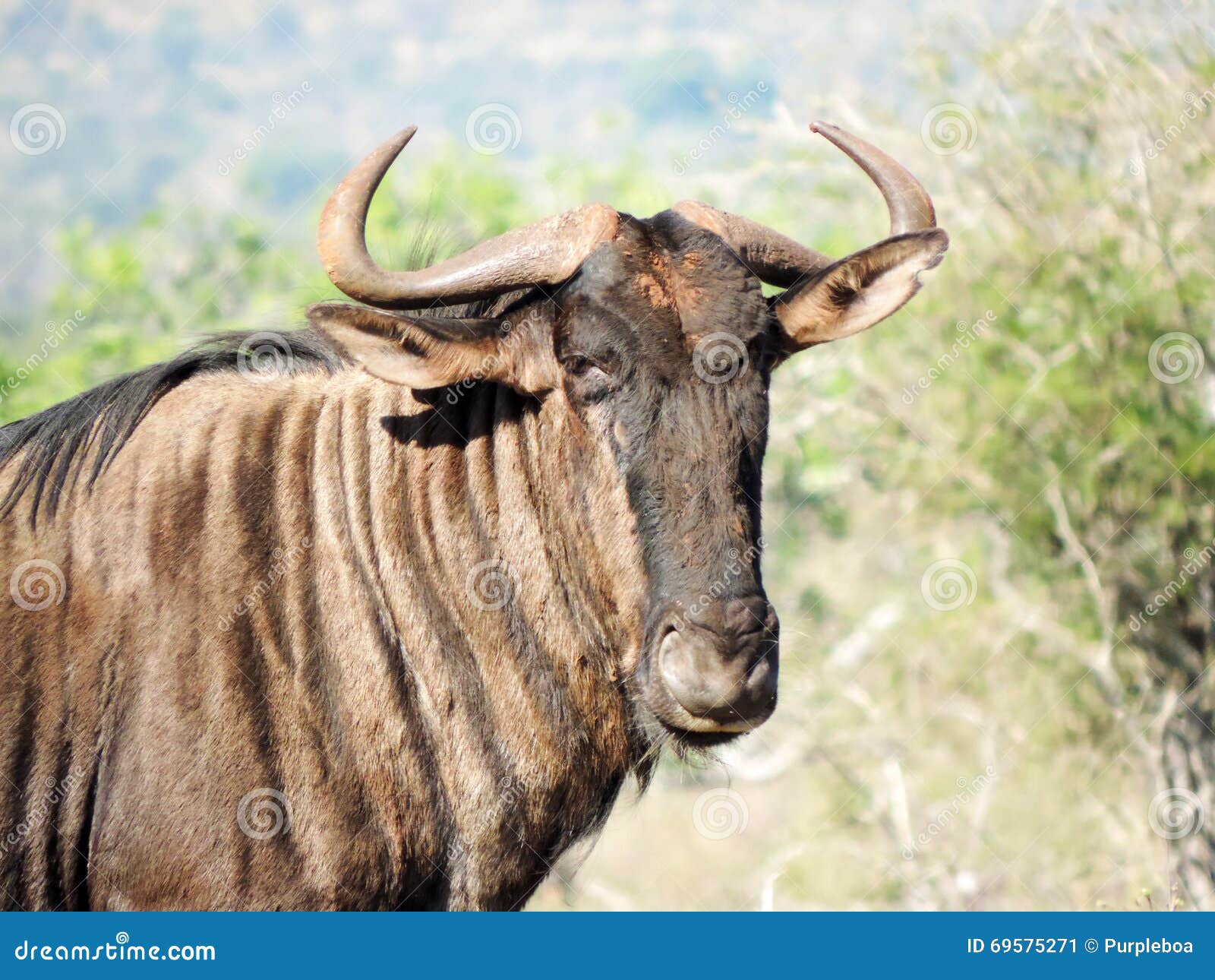 Gnu Blu Dello Gnu Al Parco Nazionale Di Kruger Immagine Stock ...