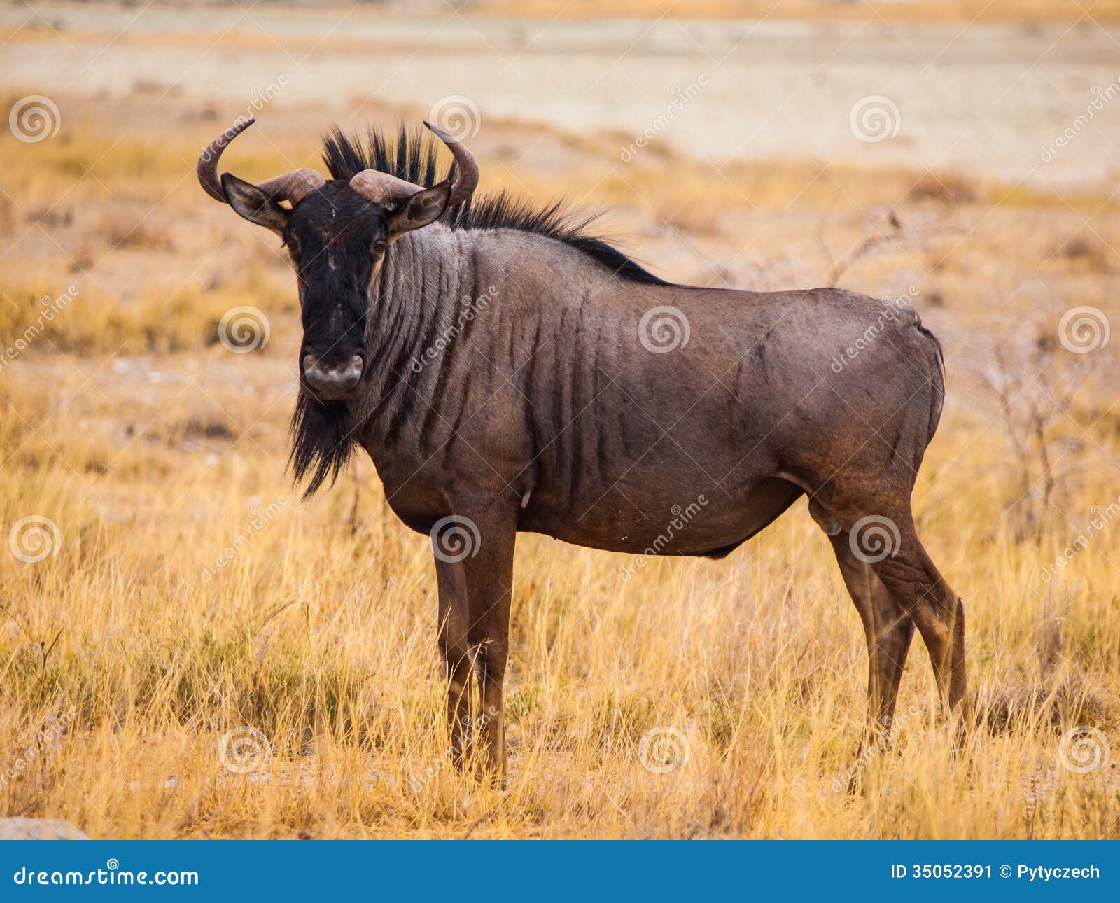 Gnu blu (gnu) immagine stock. Immagine di parco, botswana - 35052391