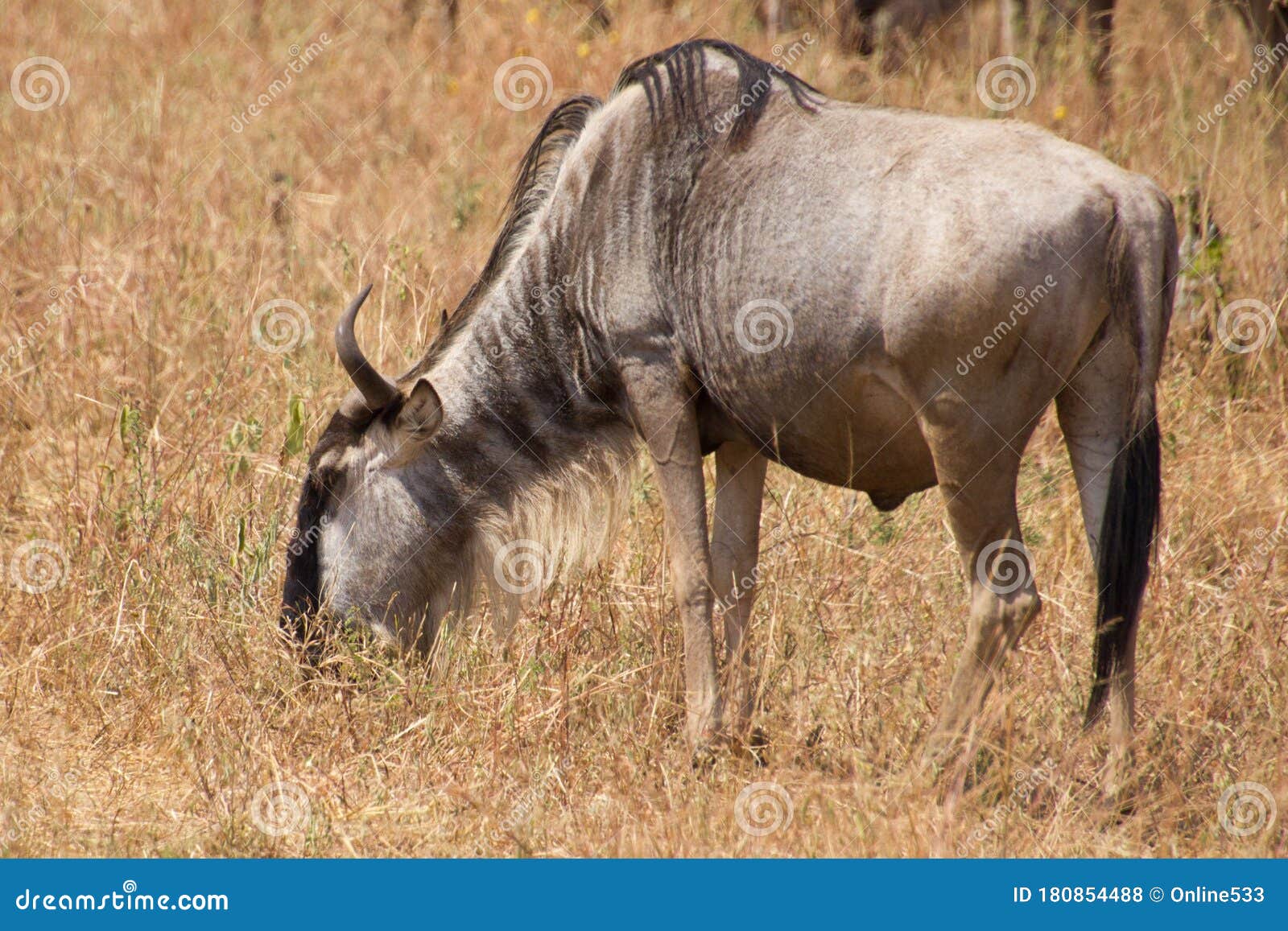 Gnu Eating Grass in the African Steppe Stock Photo - Image of southern ...