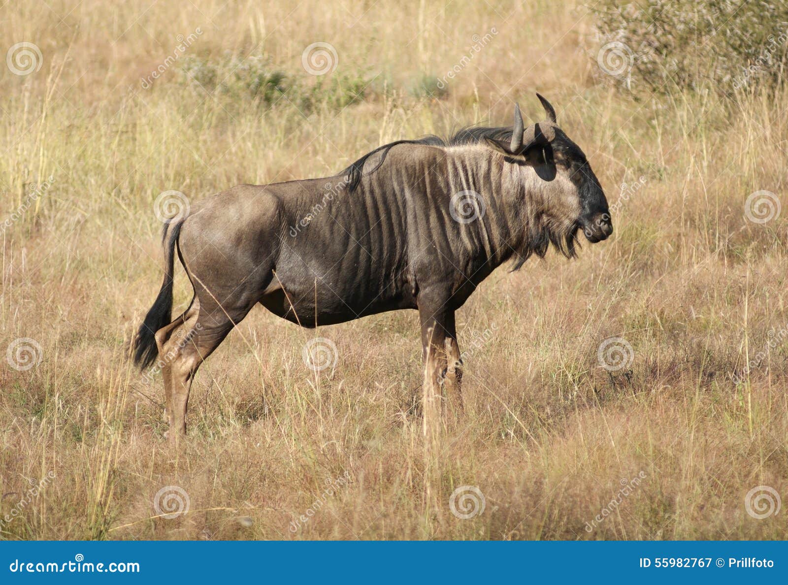Gnu i Botswana fotografering för bildbyråer. Bild av safari - 55982767
