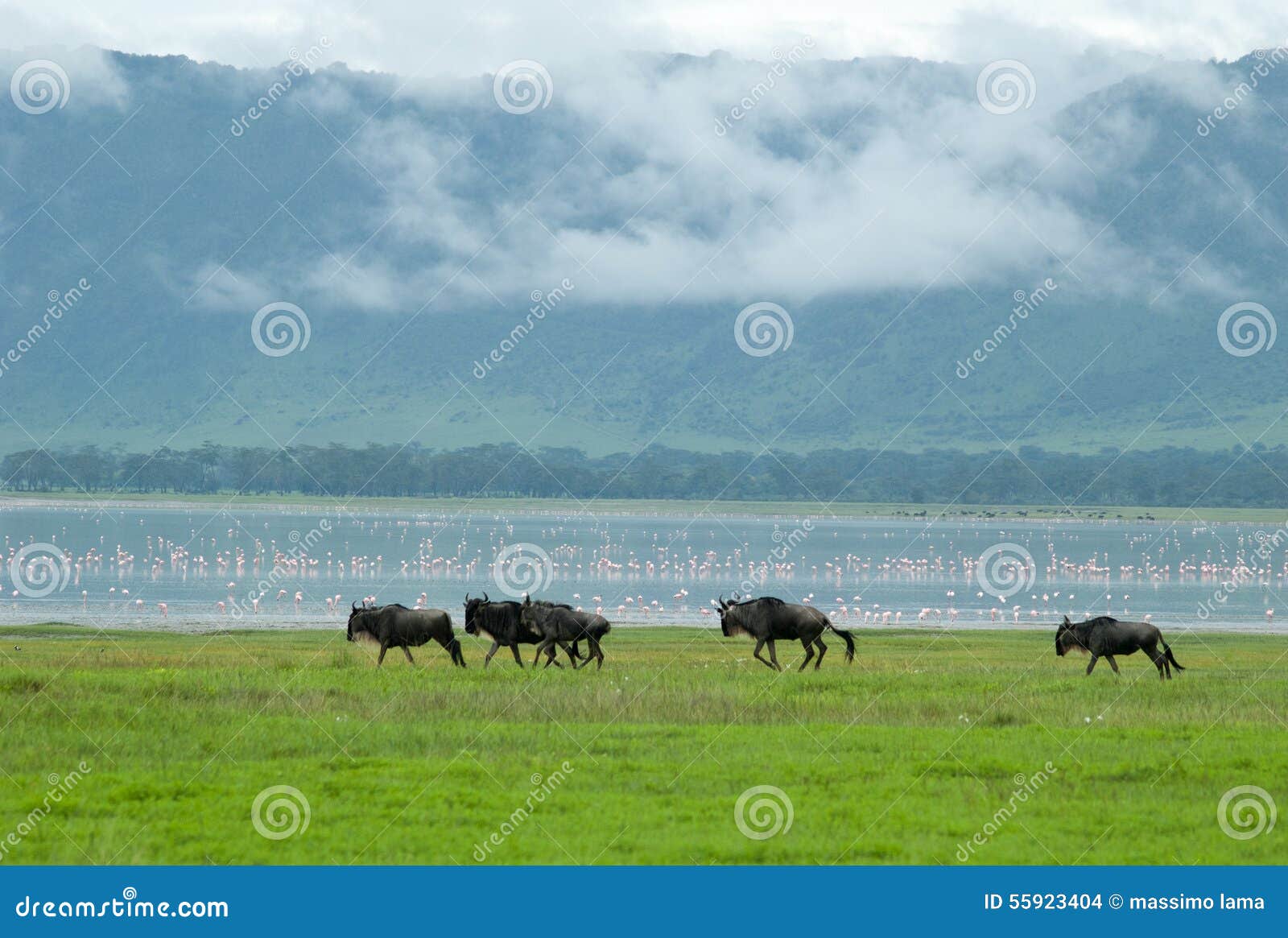 Gnu in Ngoro ngoro stock photo. Image of africa, conservation - 55923404